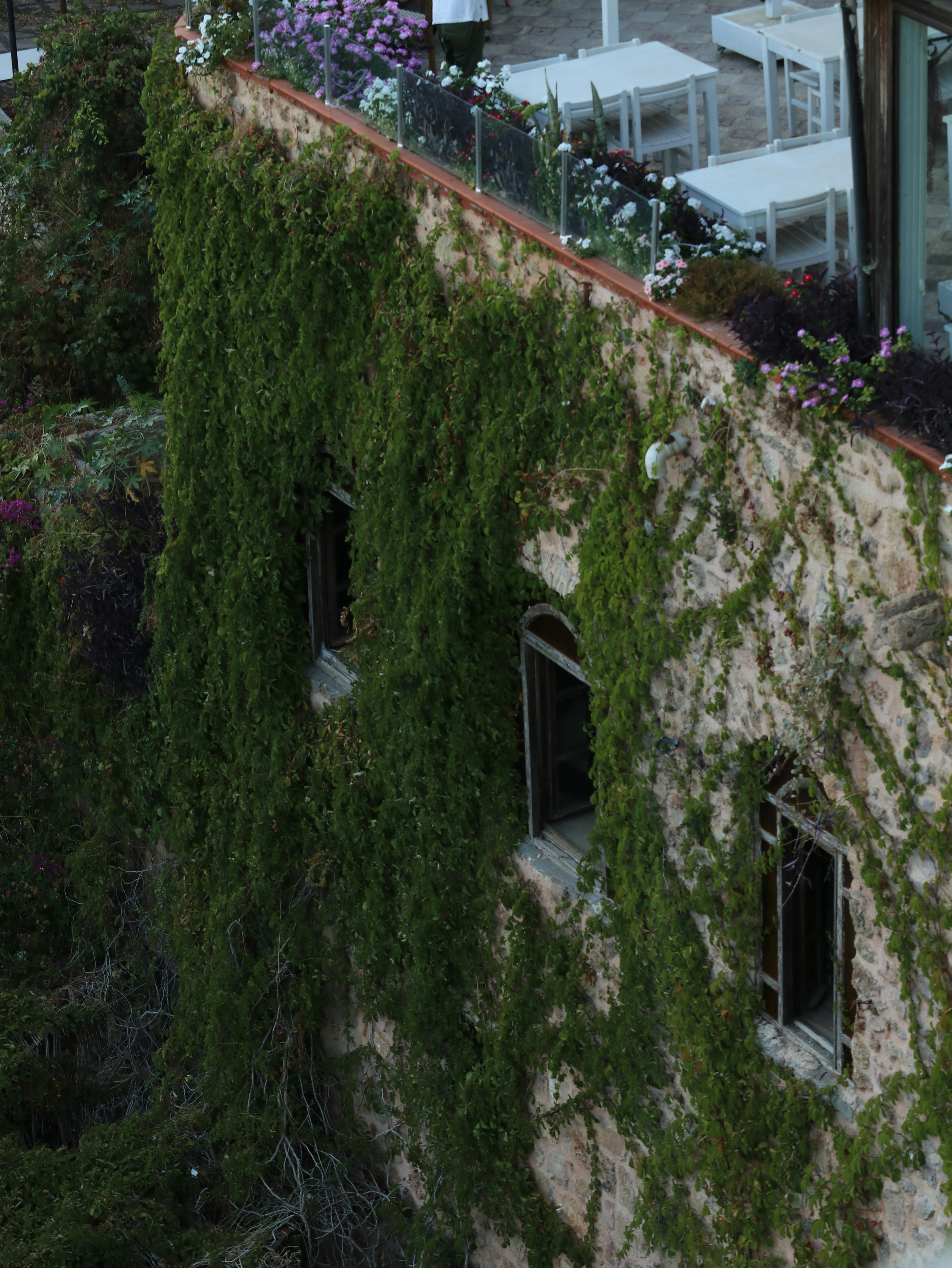 Ivy-Covered Building Exterior with Terrace Seating · Free Stock Photo
