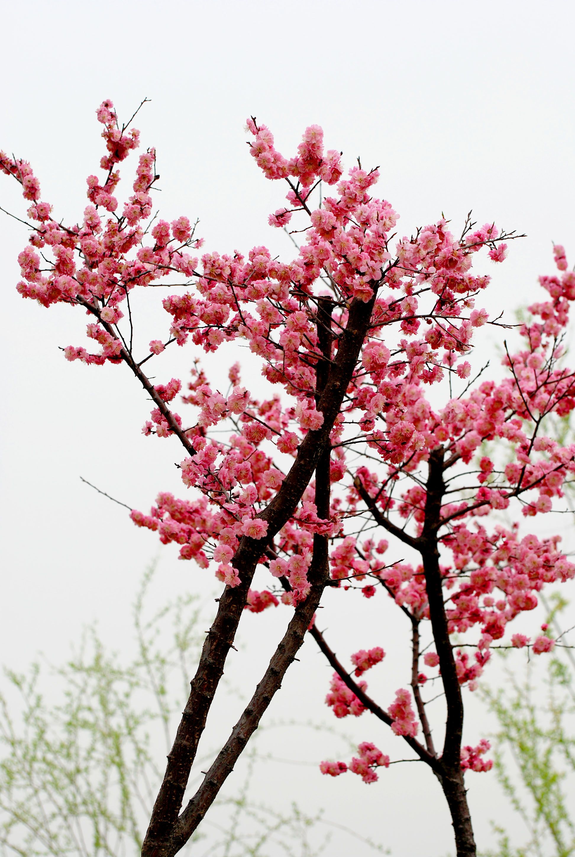 Close-up of Tree Blossoms · Free Stock Photo