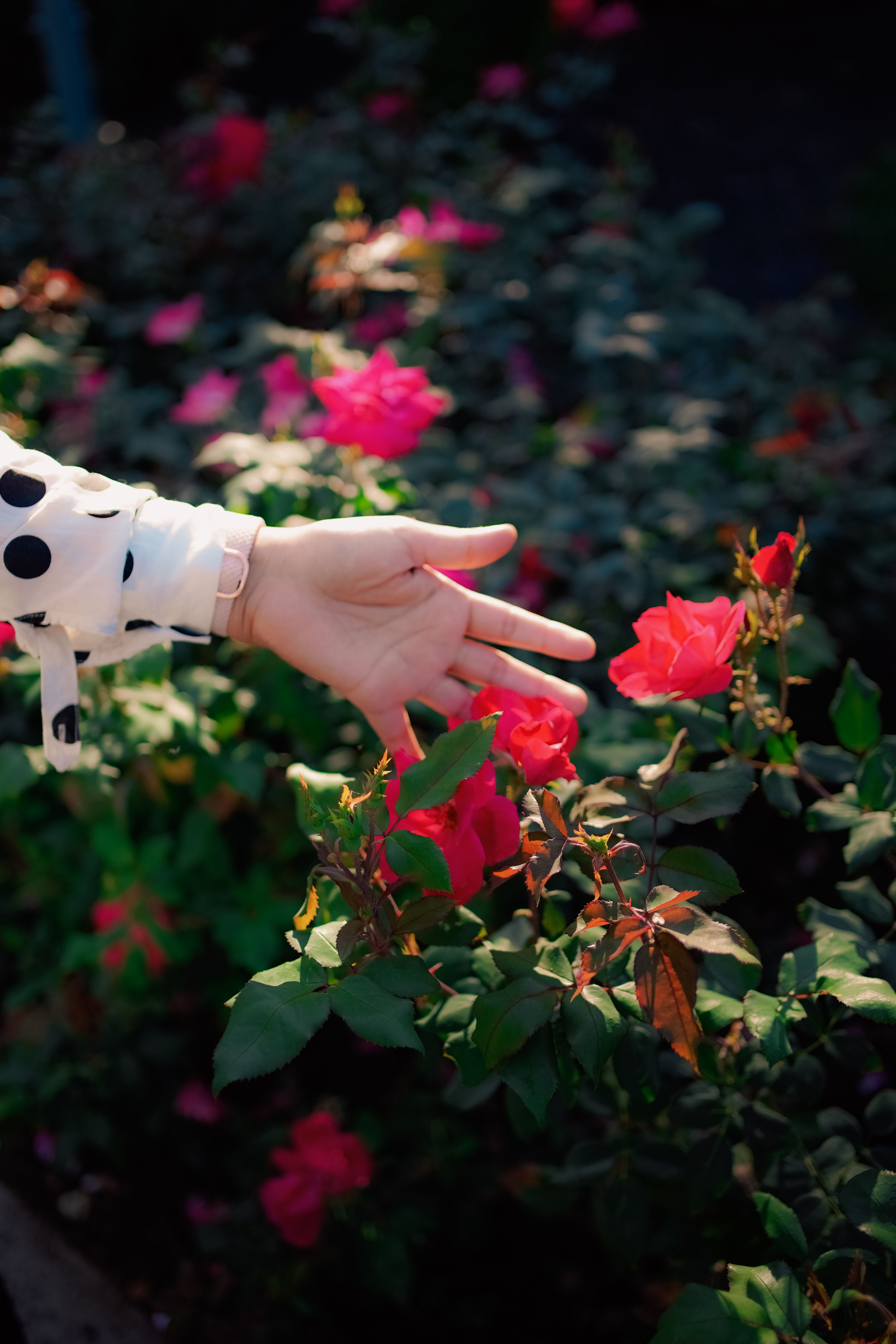 Hand Touching Red Roses in Portland Garden · Free Stock Photo
