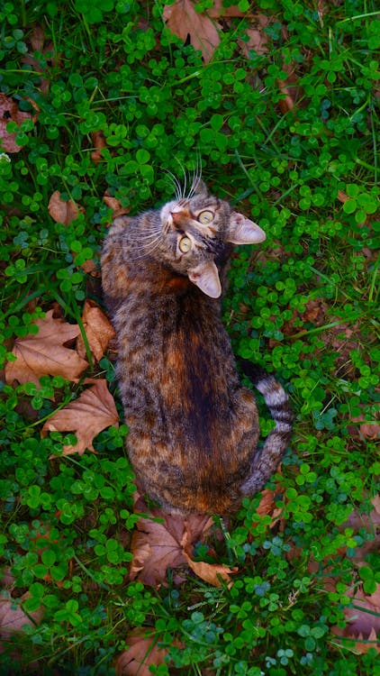 Tabby Cat Amongst Green Clover Leaves · Free Stock Photo Tabby Cat Amongst Green Clover Leaves · Free Stock Photo