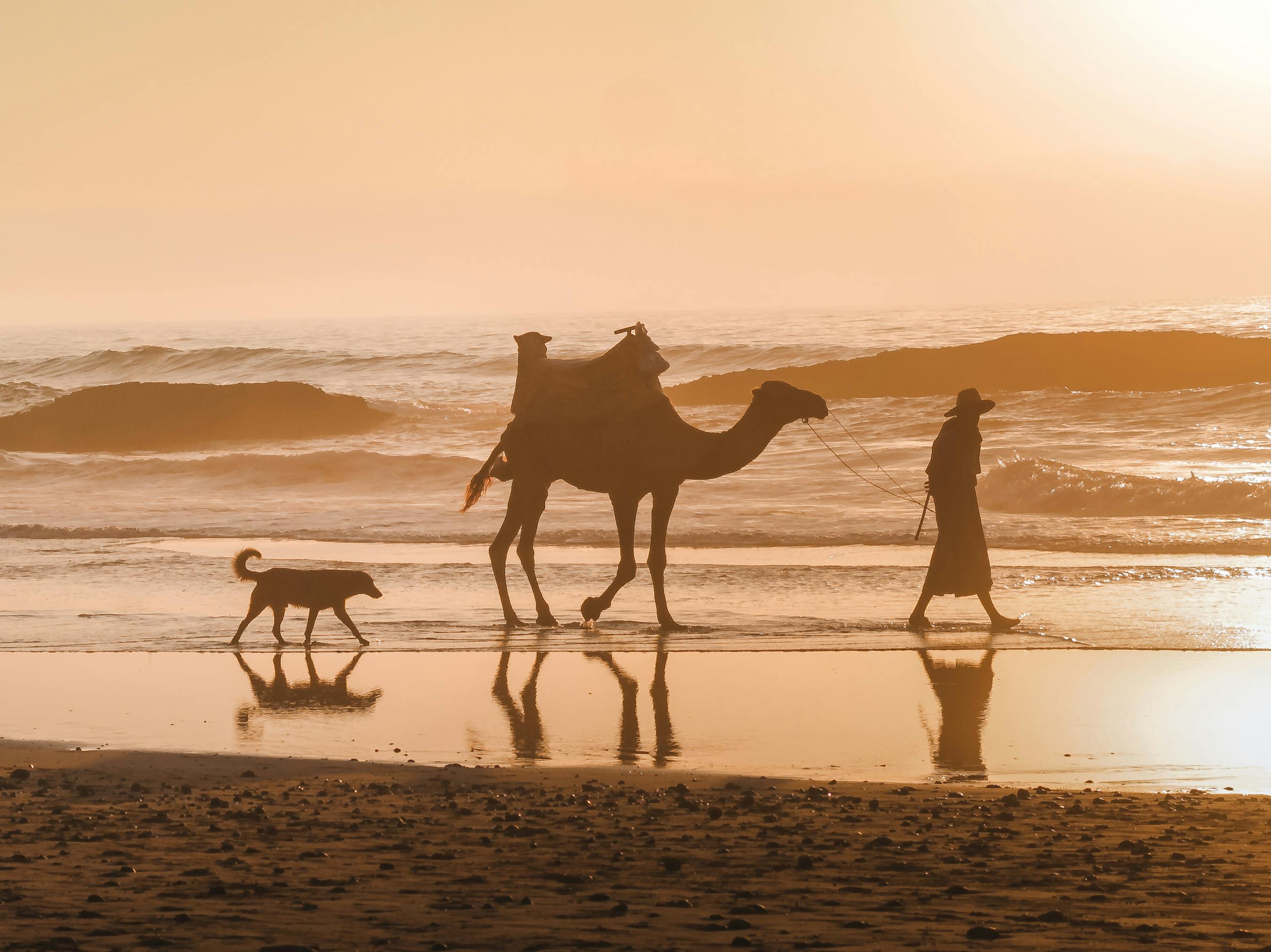 Sunset Camel Walk on a Tranquil Beach · Free Stock Photo