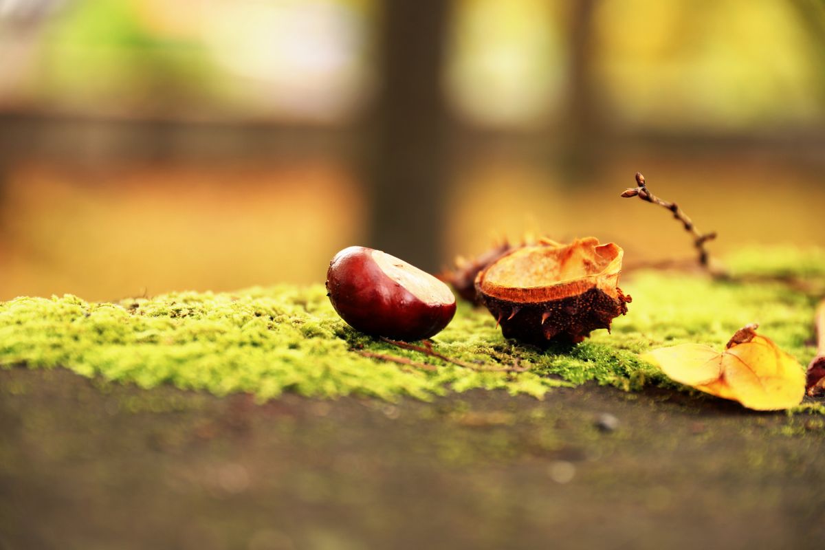 Chestnut Wood Texture Photos, Download The BEST Free Chestnut Wood ...