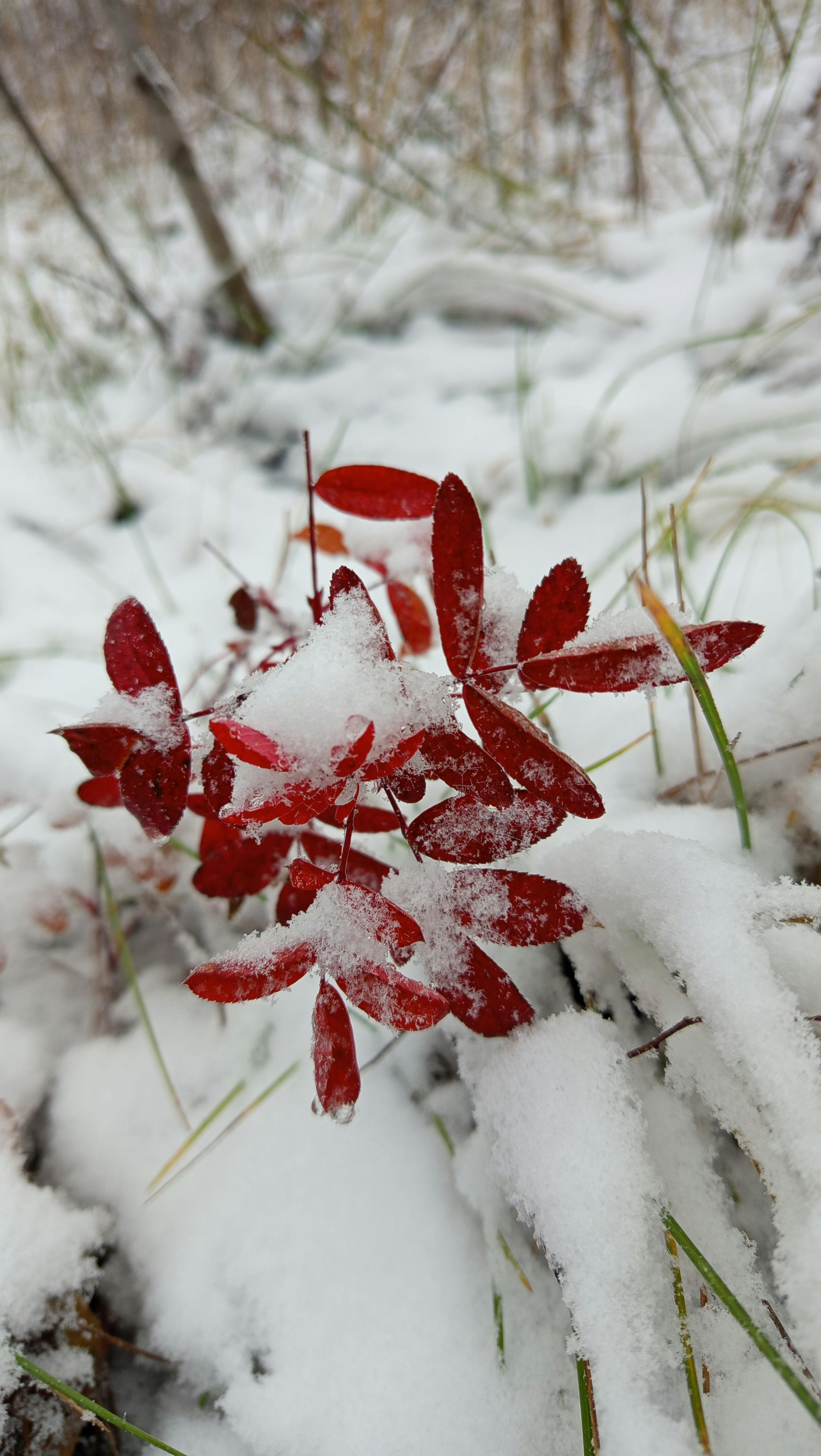Vibrant Red Leaves in Tranquil Snowy Landscape · Free Stock Photo