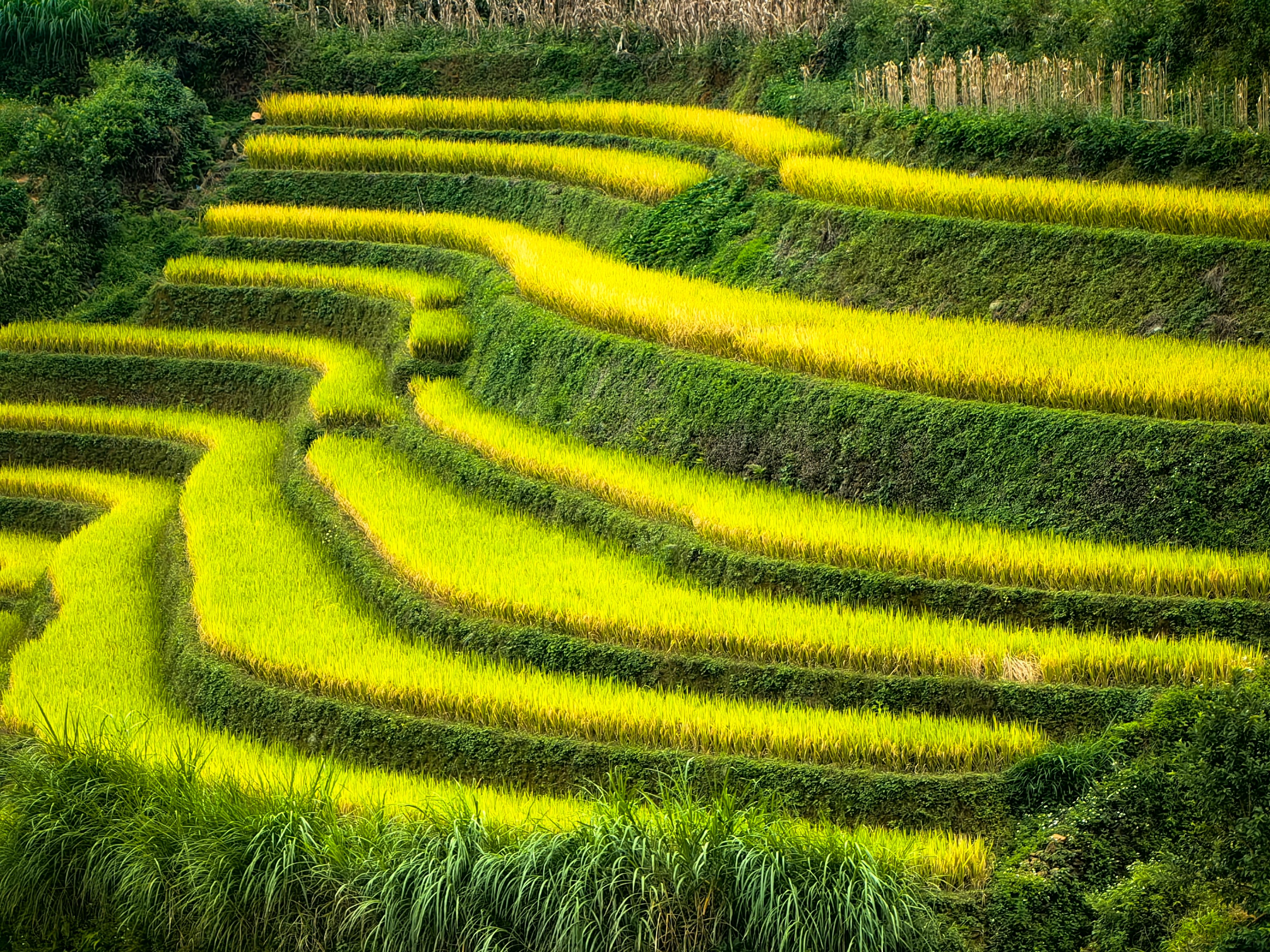 Terraced Agriculture Photos, Download The BEST Free Terraced ...