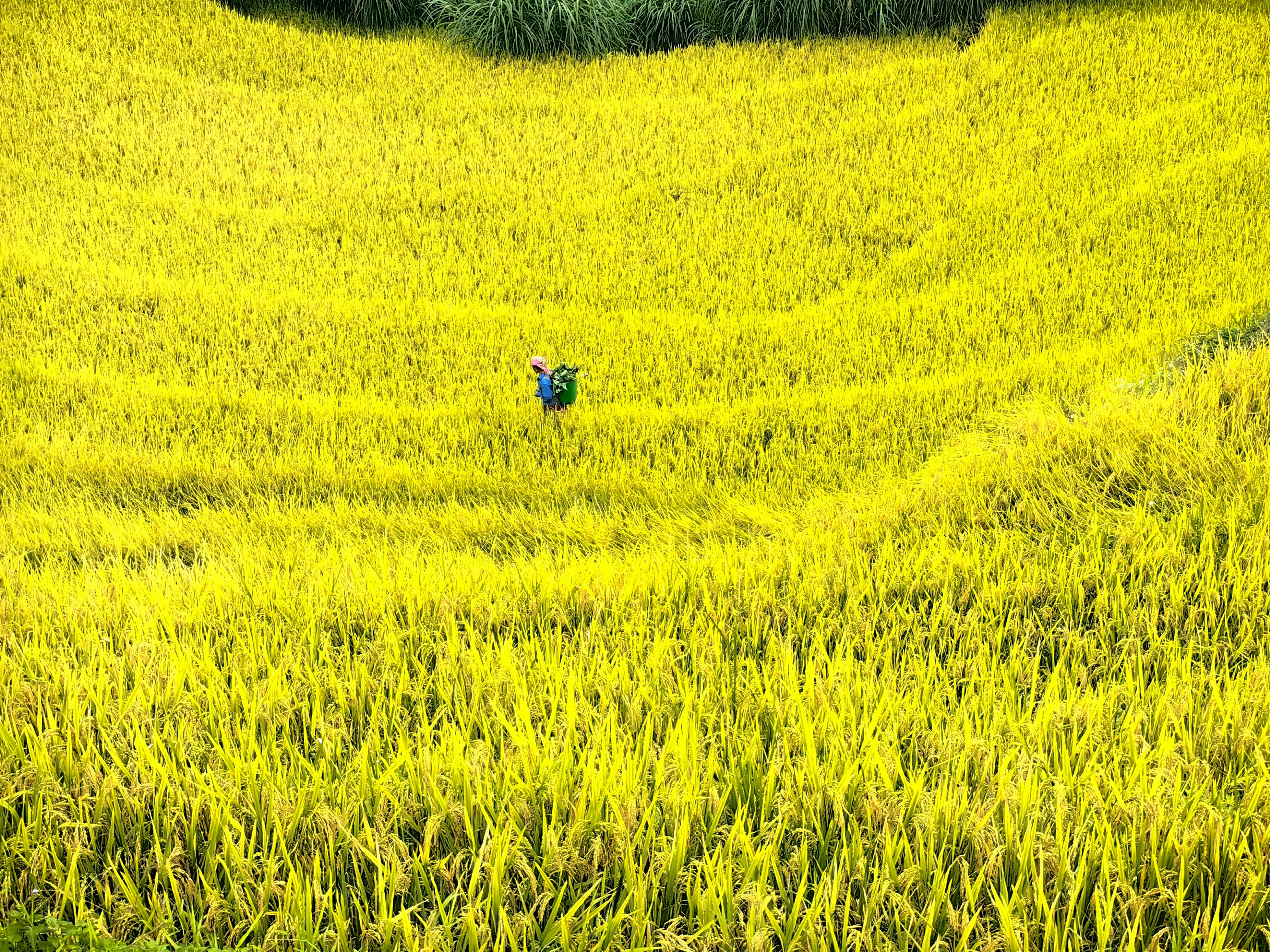 Sawah Terasering Mu Cang Chai Yang Indah Di Vietnam · Foto Stok Gratis