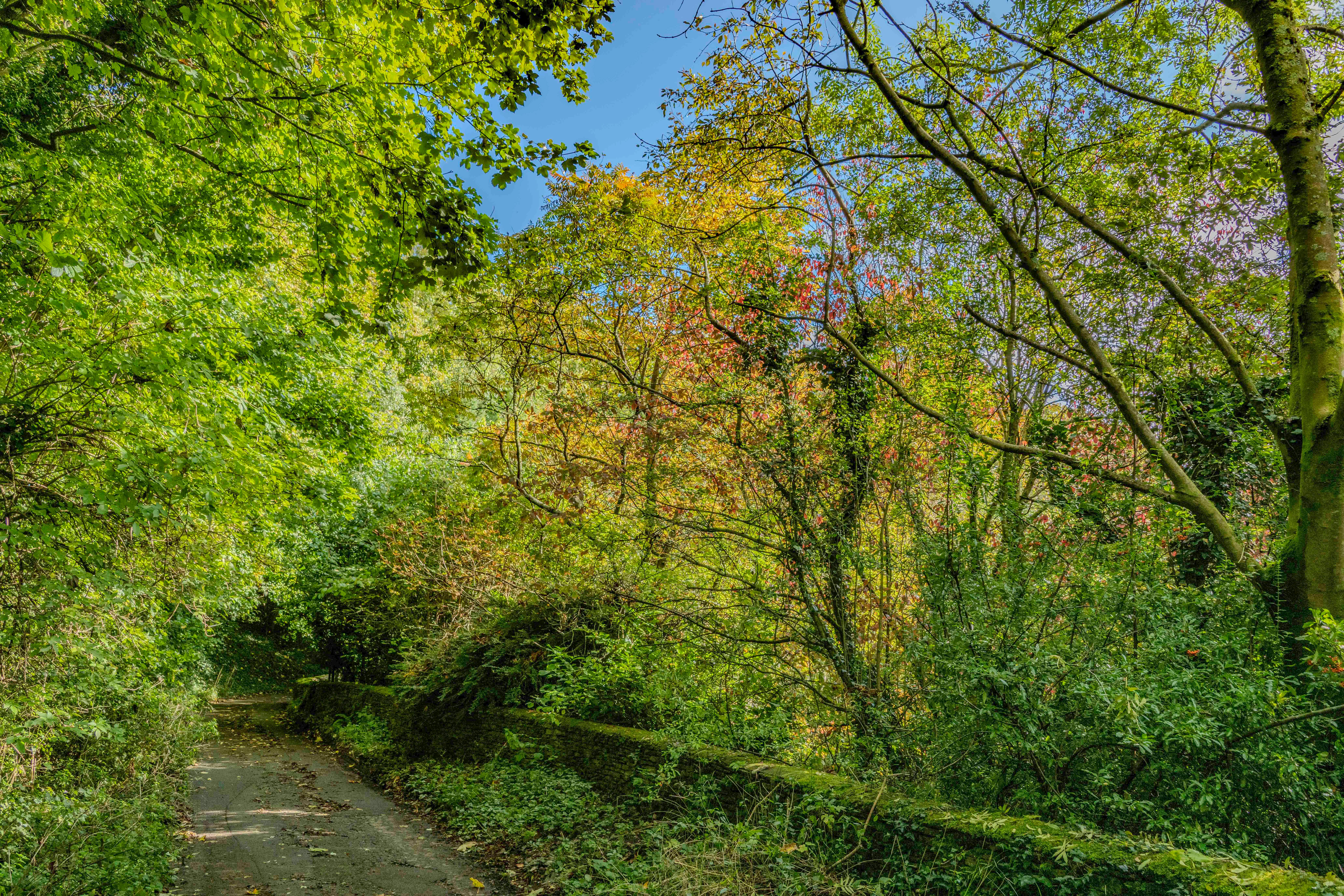 Scenic Forest Path with Vibrant Foliage · Free Stock Photo