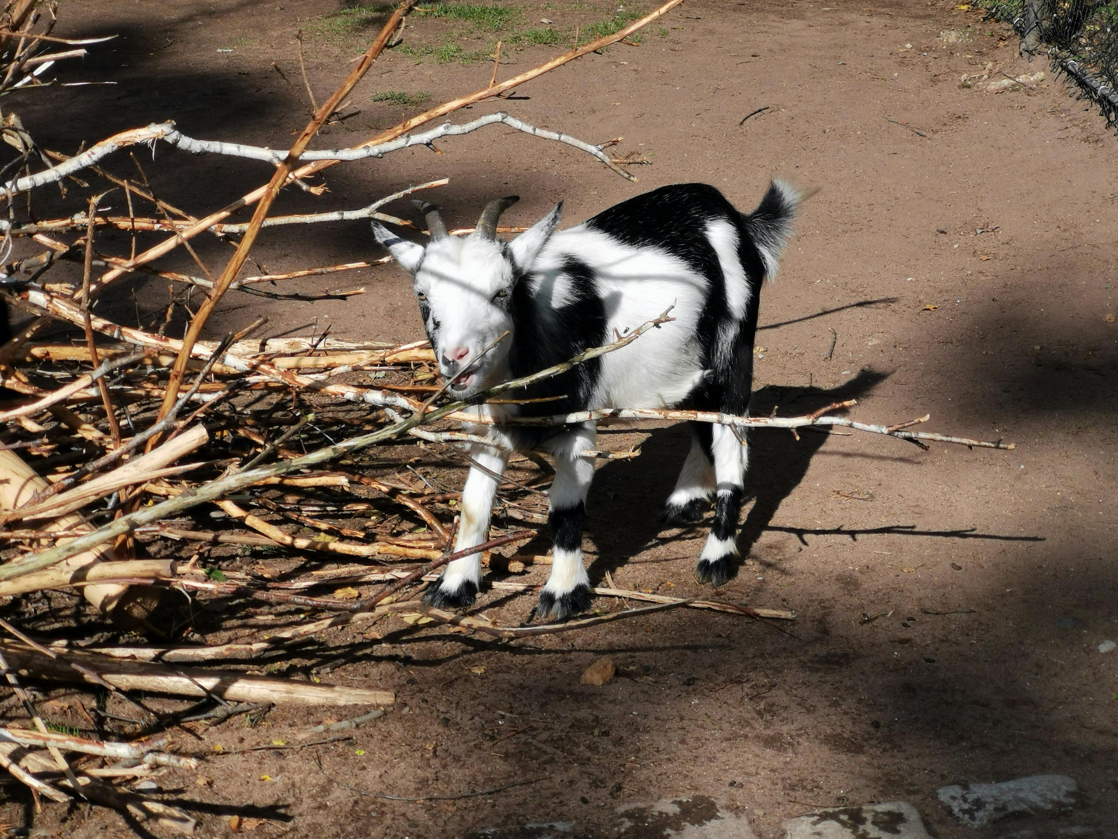 Young Goat Chewing Sticks in Outdoor Setting · Free Stock Photo