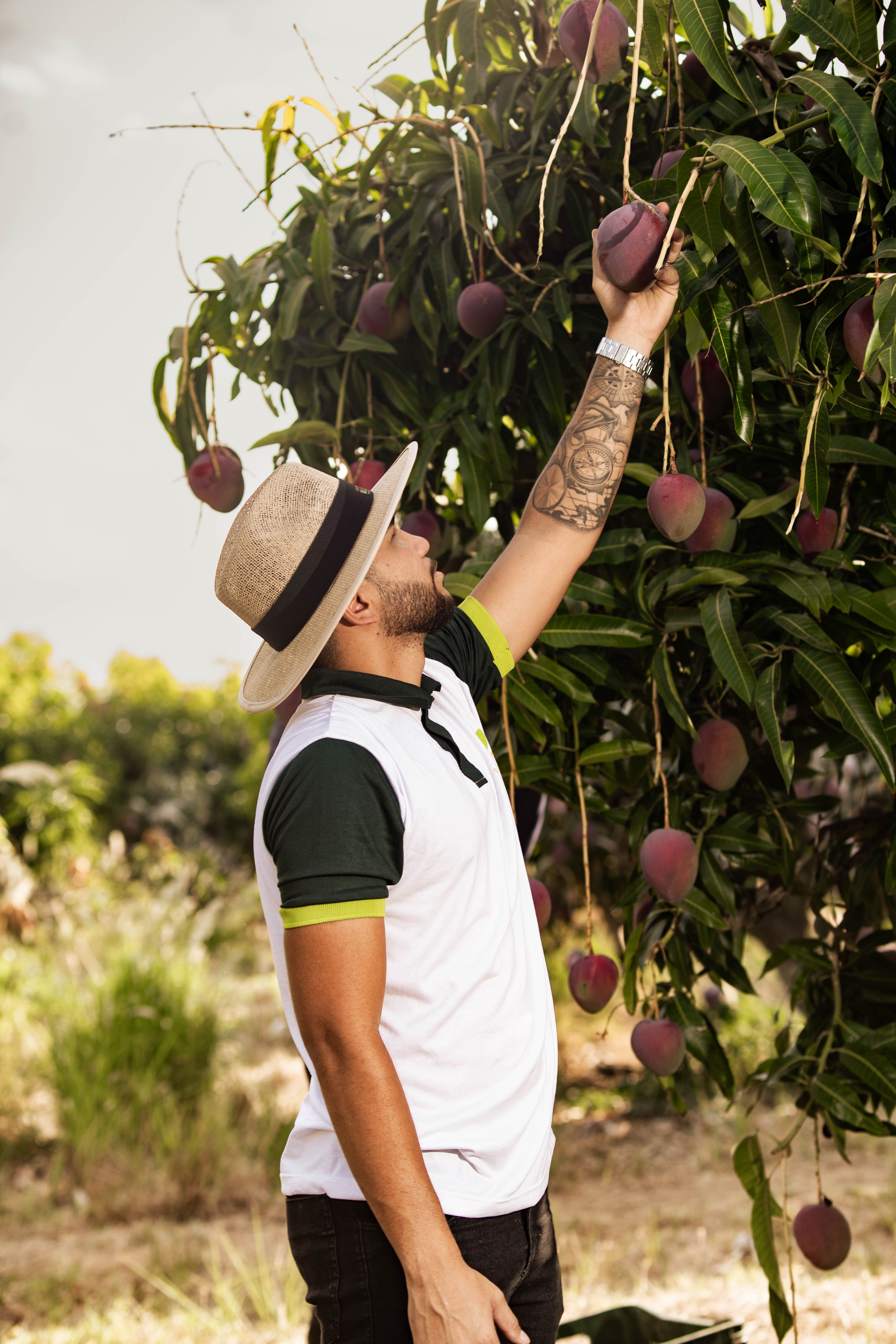 Man Harvesting Ripe Mangoes in Orchard · Free Stock Photo