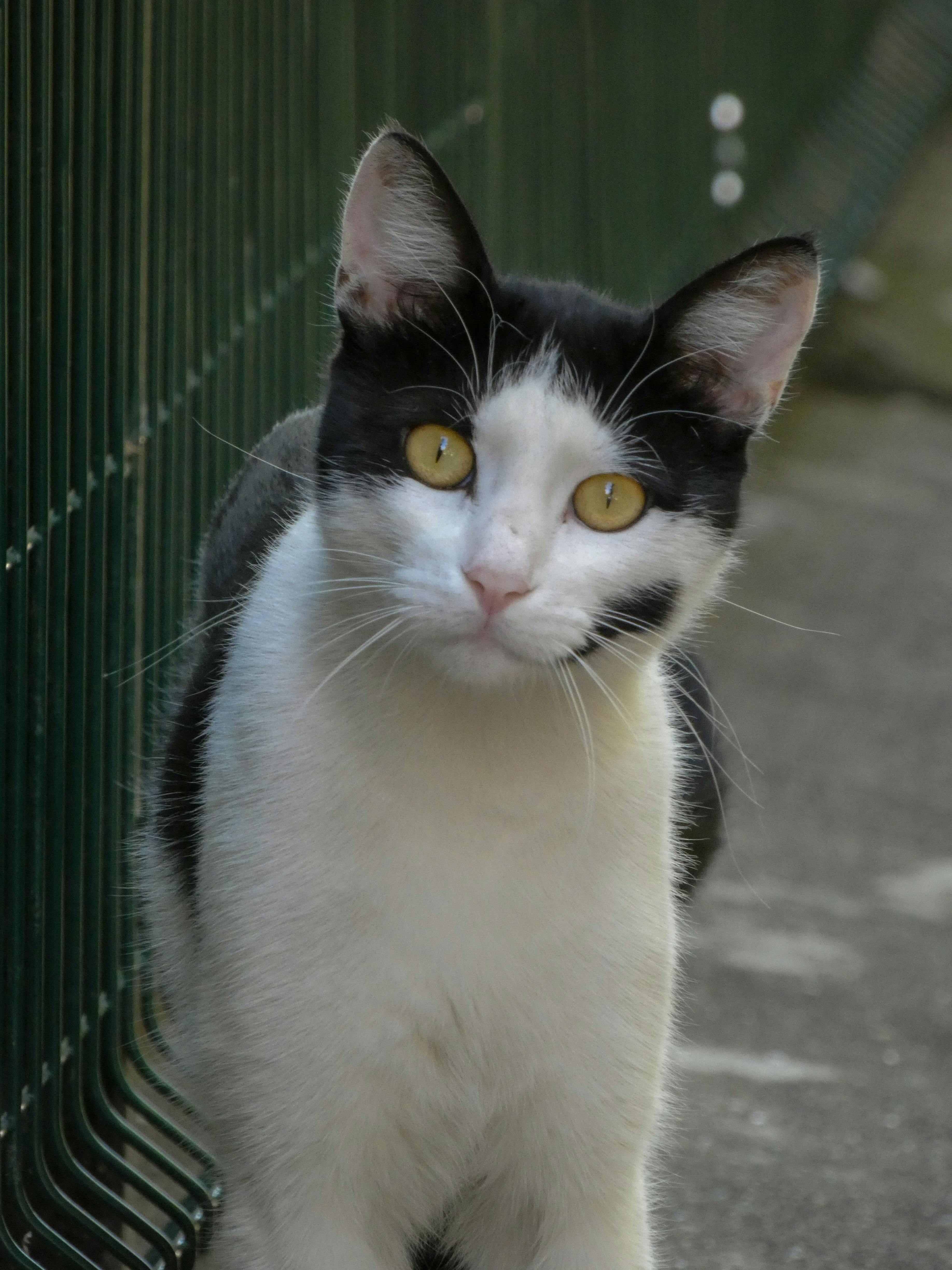 Soggy Cat Photos, Download The BEST Free Soggy Cat Stock Photos & HD Images