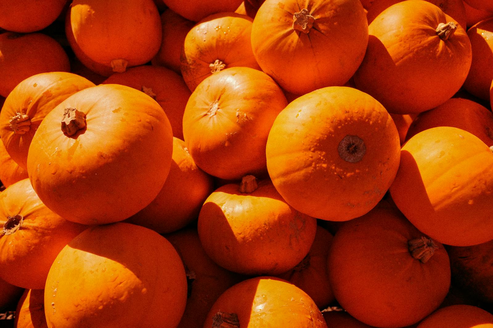 Orange Nature Photos, Download The BEST Free Orange Nature Stock Photos ...