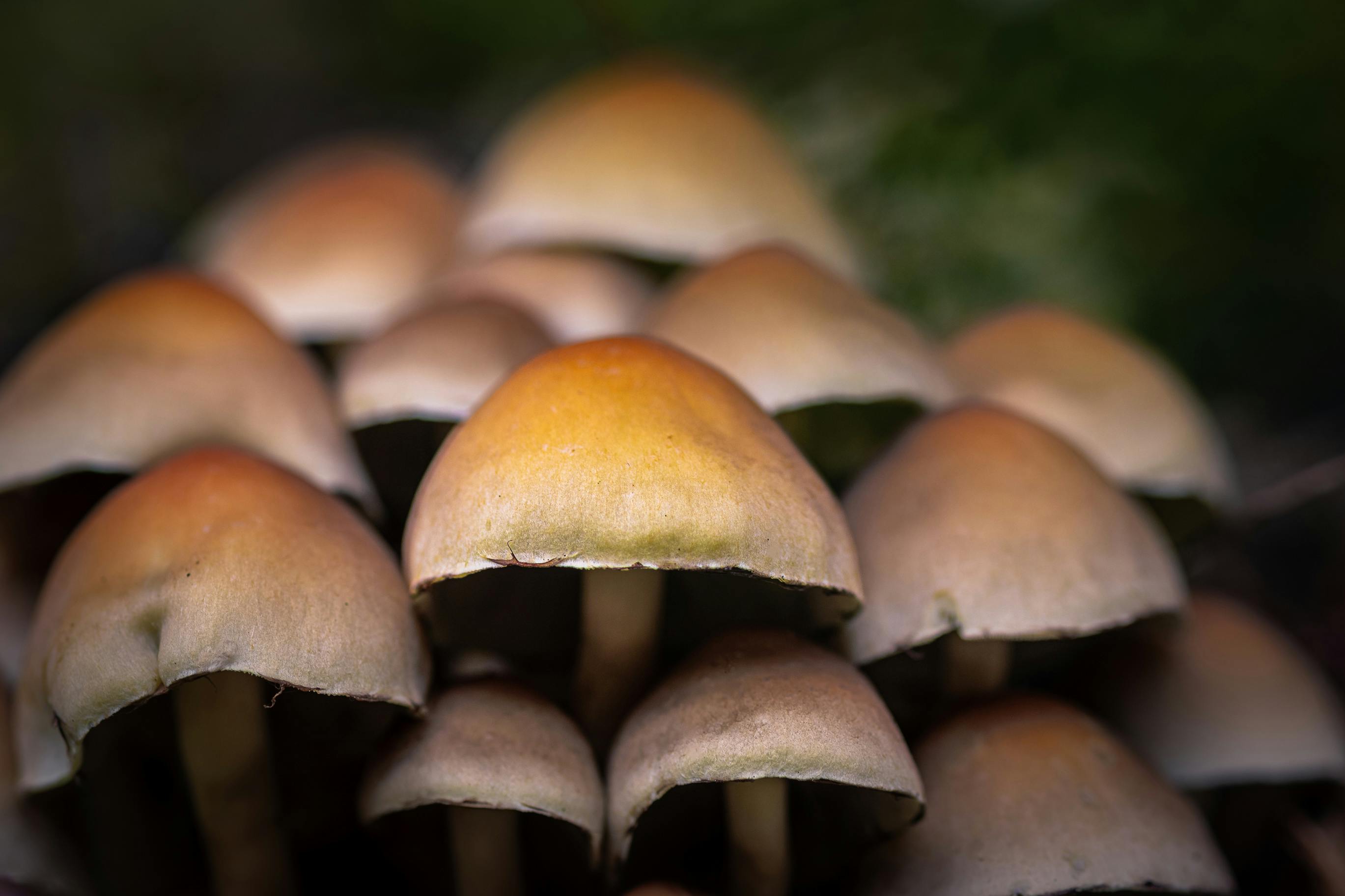 Close-up of Clustered Mushrooms in Nature · Free Stock Photo