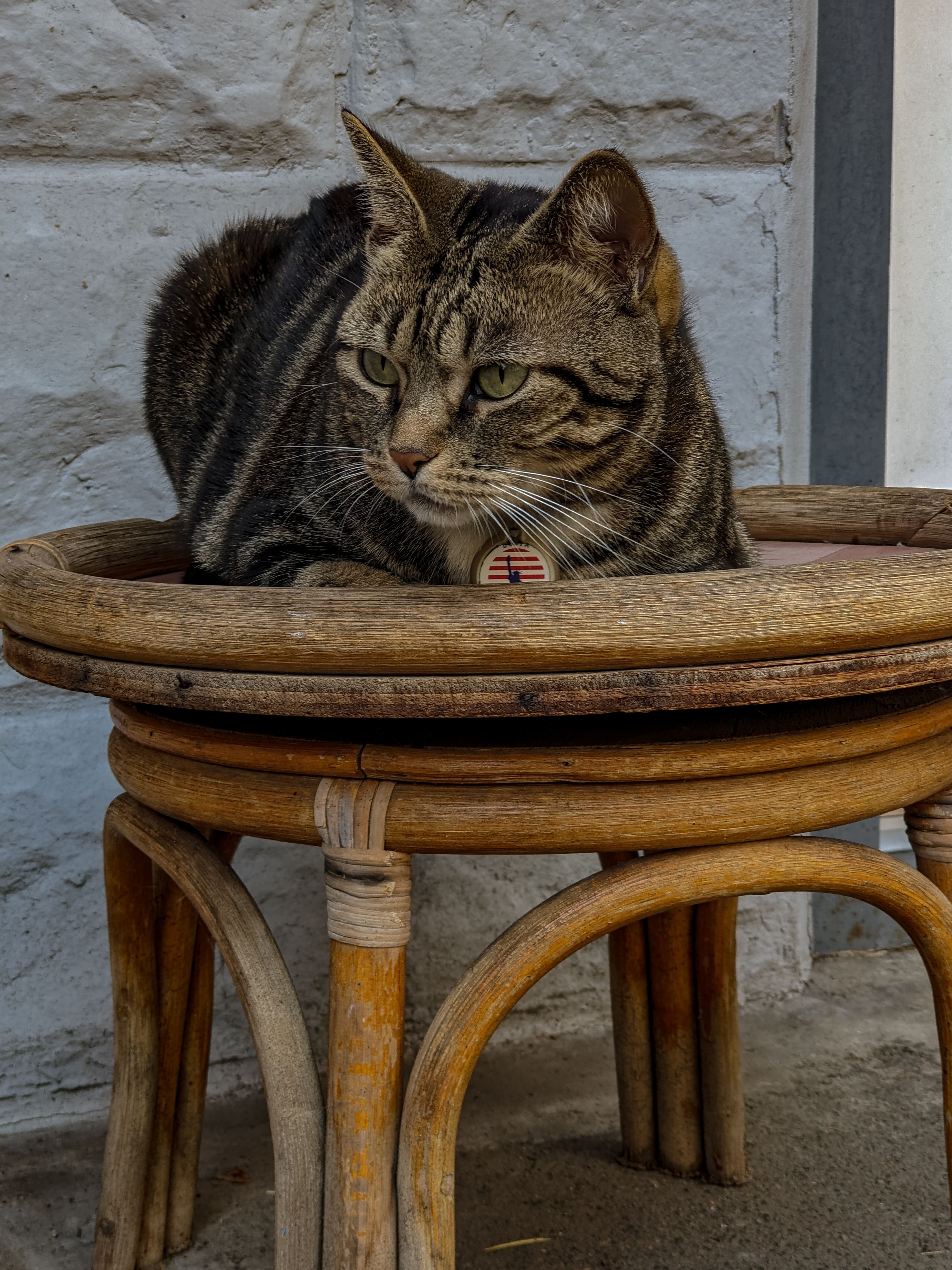 Tabby Cat Resting on Wooden Stool Outdoors · Free Stock Photo