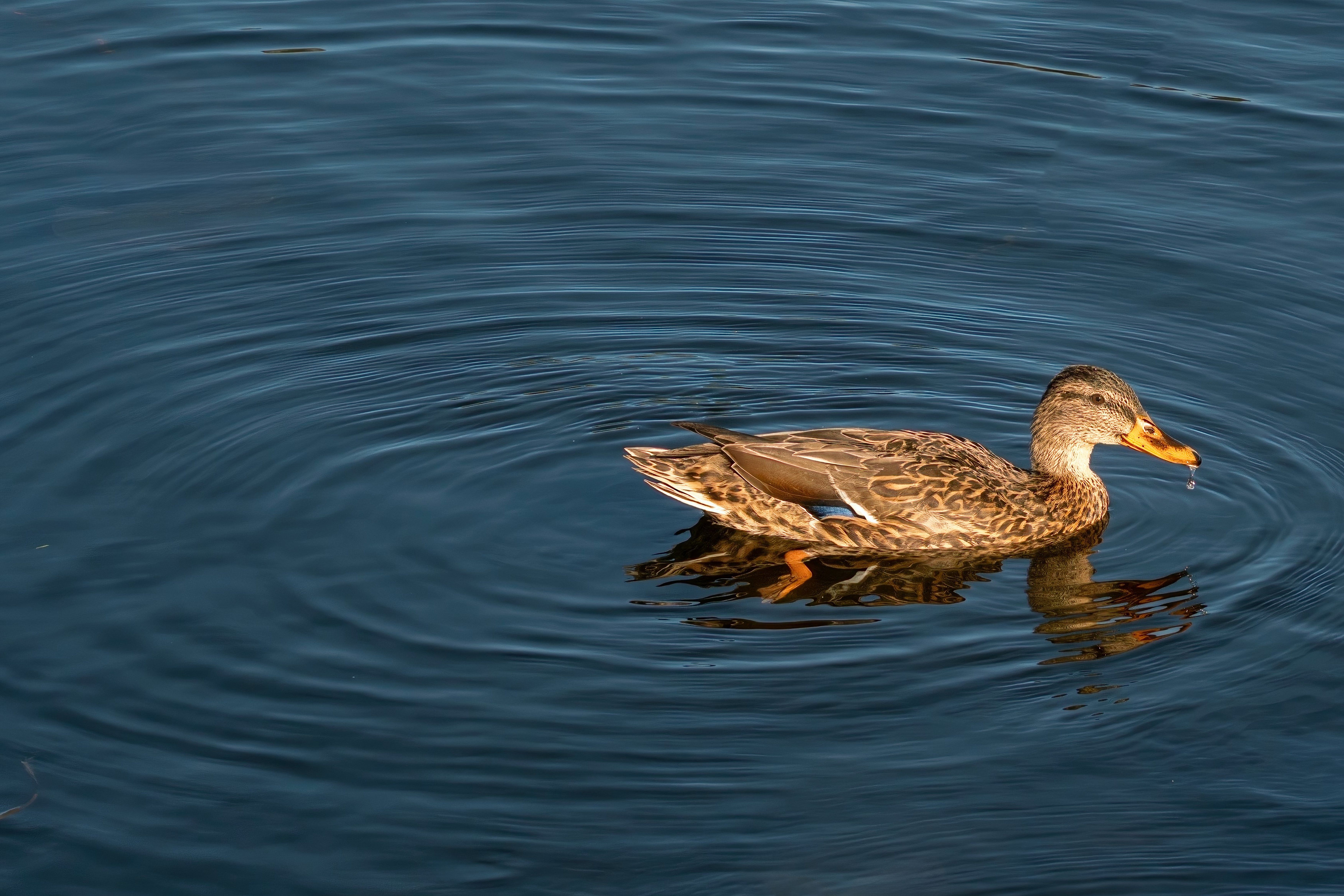 Duck Alive Photos, Download The BEST Free Duck Alive Stock Photos & HD ...