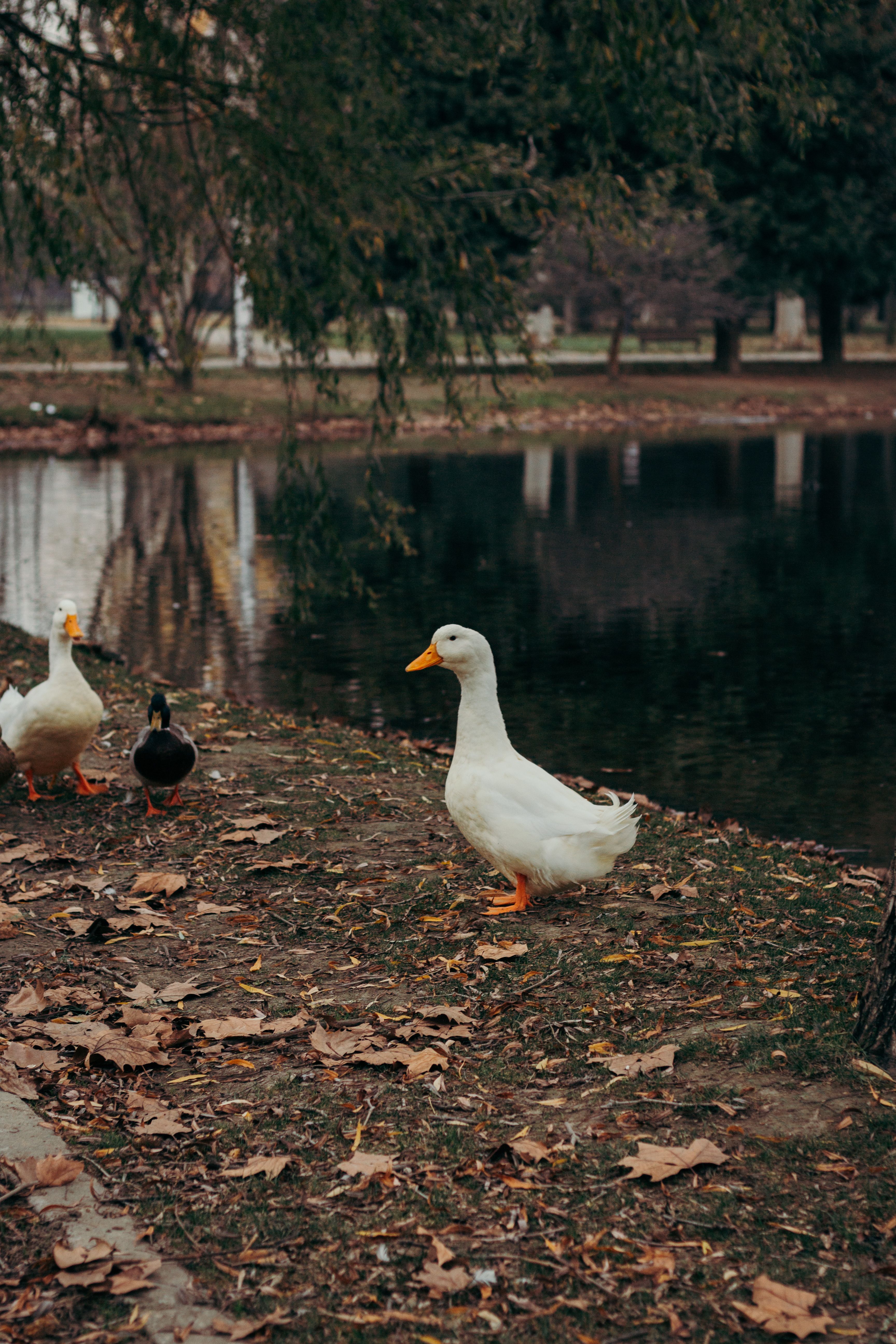 Autumn Scene with Ducks by a Lakeside · Free Stock Photo