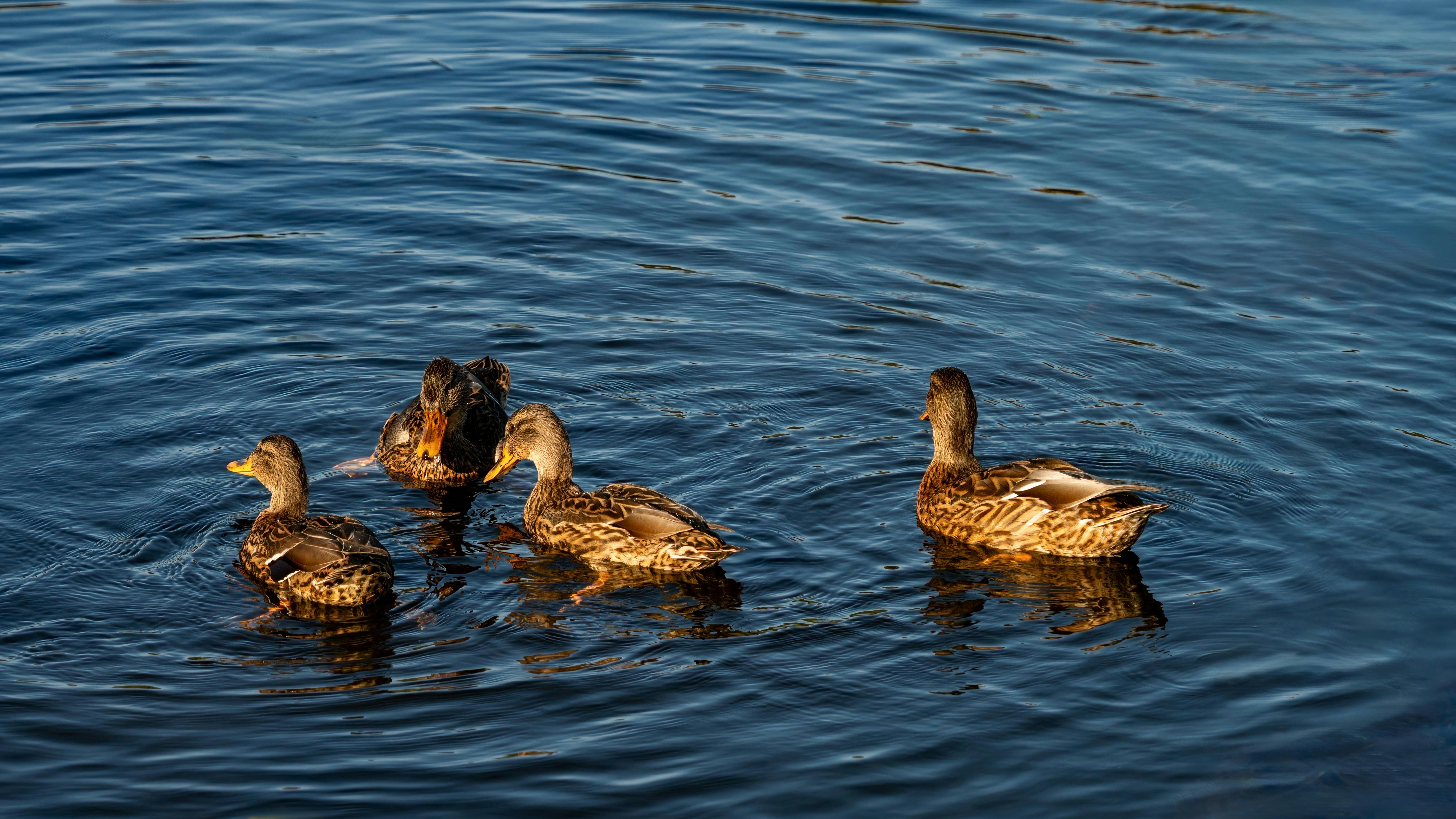 White Ducks by a Pond in West Java, Indonesia · Free Stock Photo
