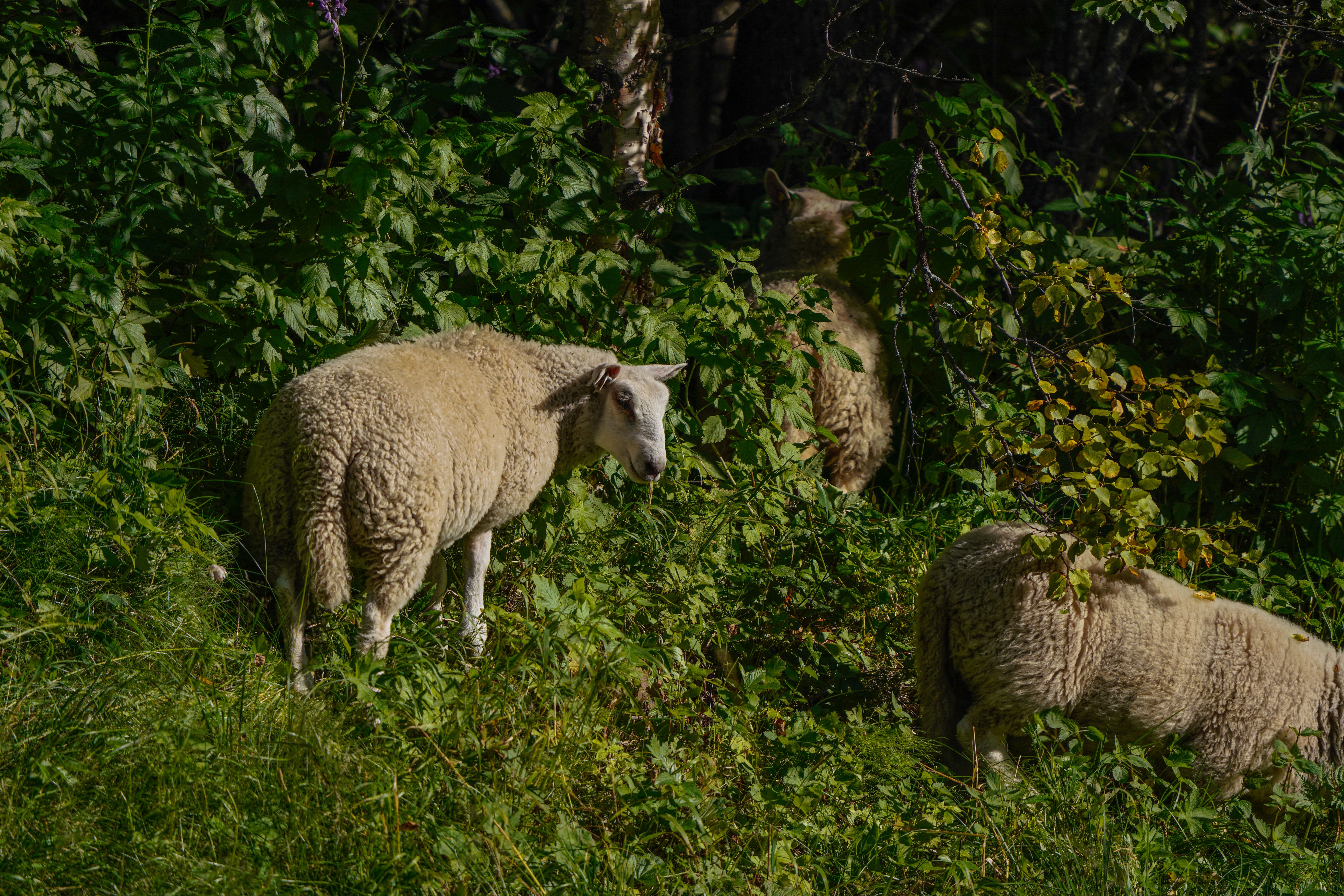Sheep Grazing in Lush Green Forest Landscape · Free Stock Photo