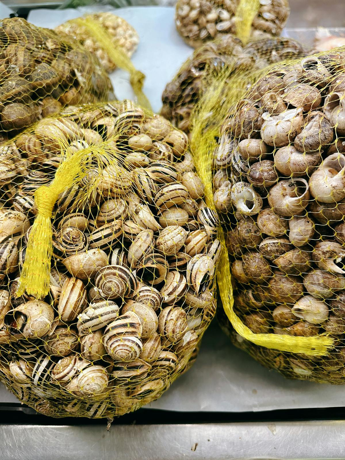 Snails Photos, Download The BEST Free Snails Stock Photos & HD Images