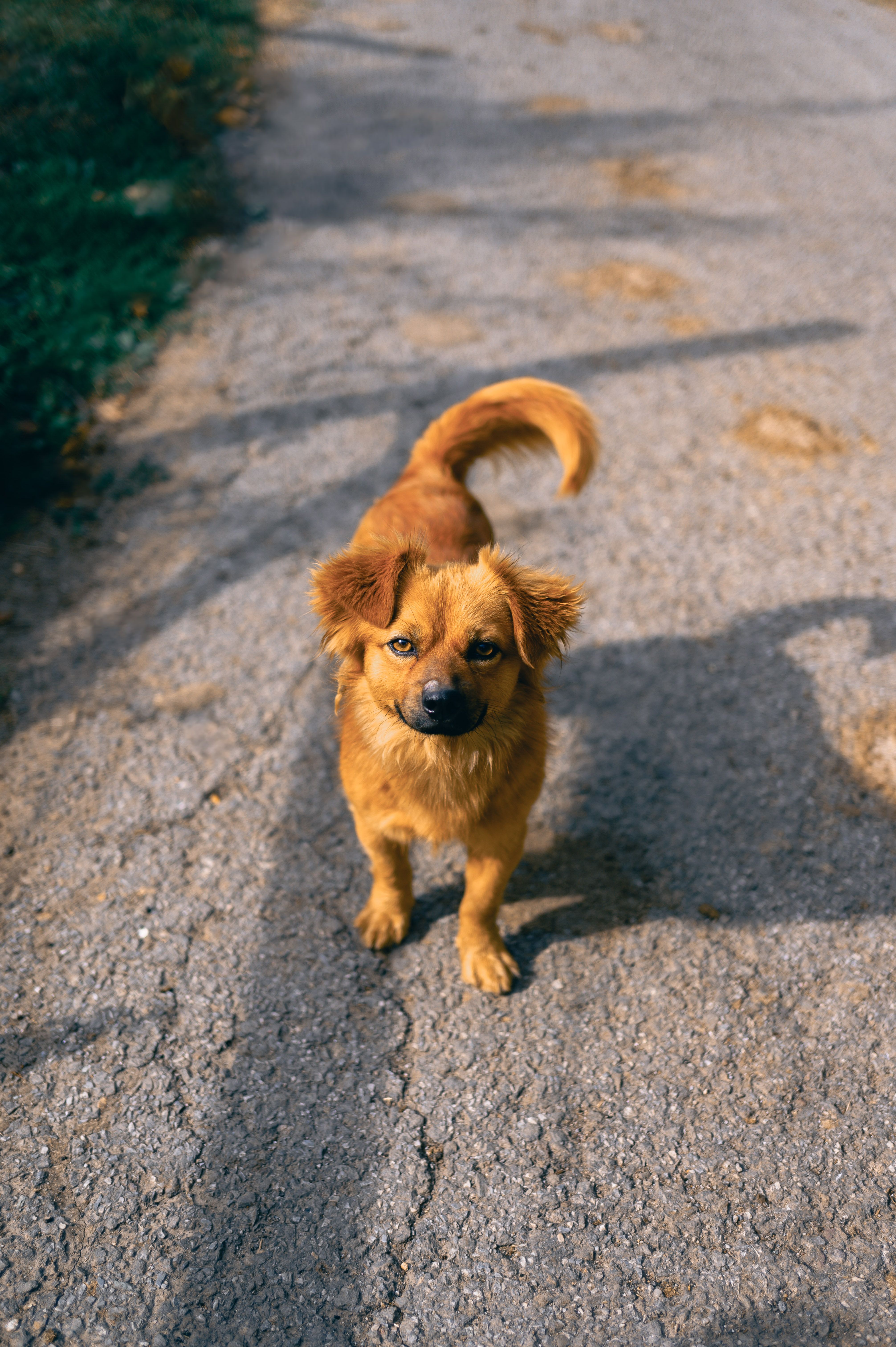 Cute Brown Dog on Sunlit Pavement Outdoors · Free Stock Photo