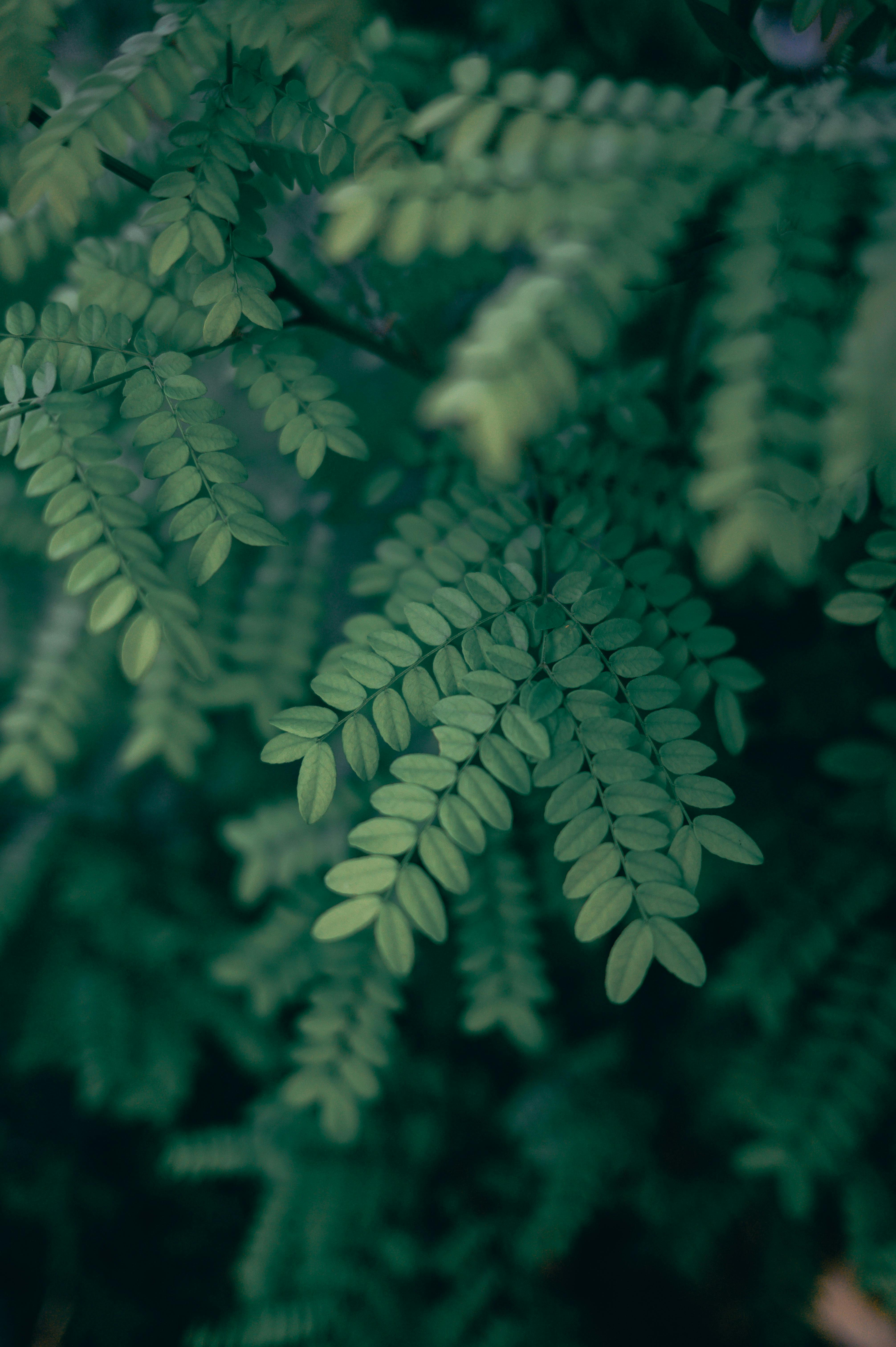 Green Leafed Plant · Free Stock Photo