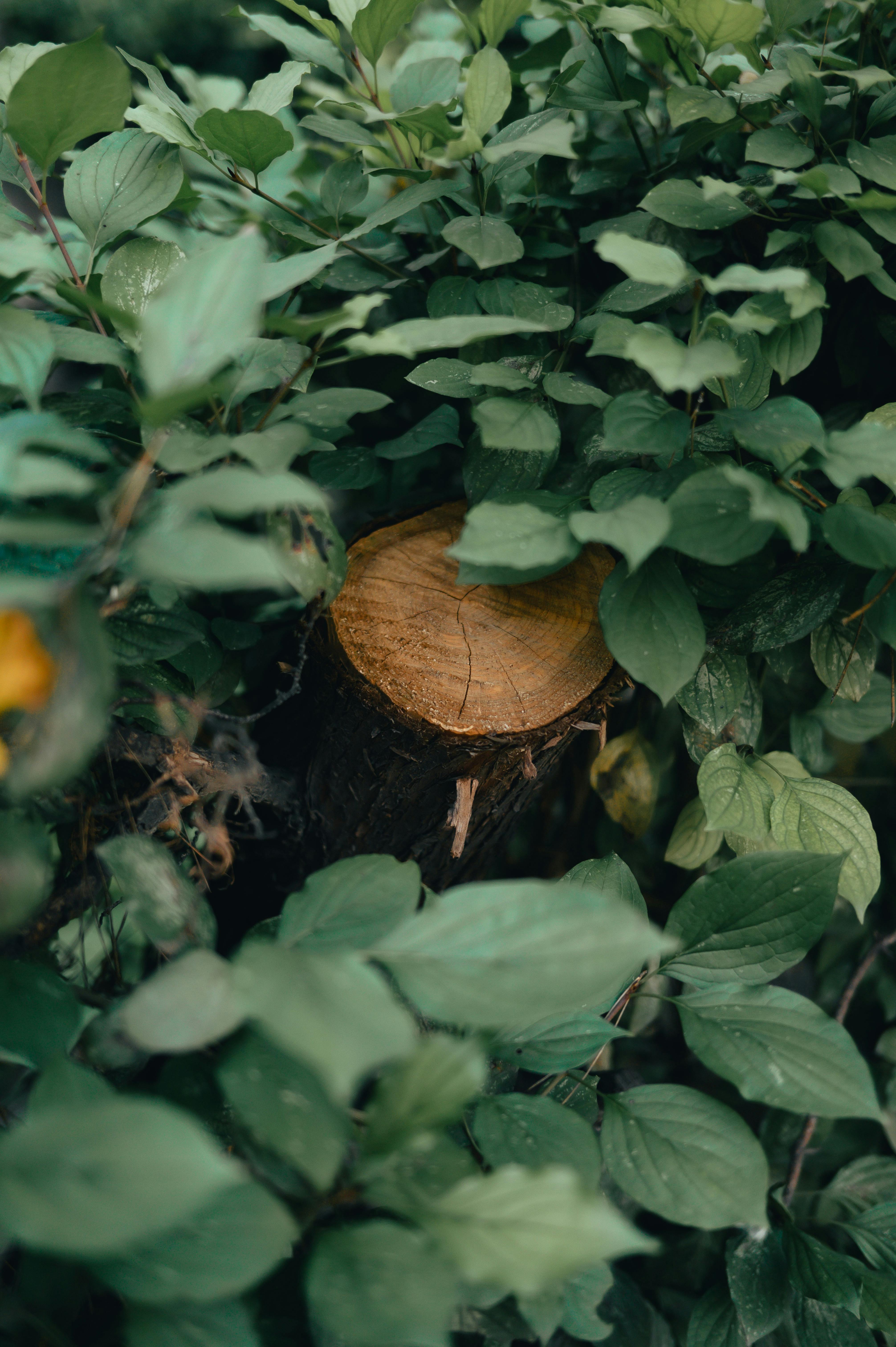 Tree Stump Hidden Among Green Leaves · Free Stock Photo