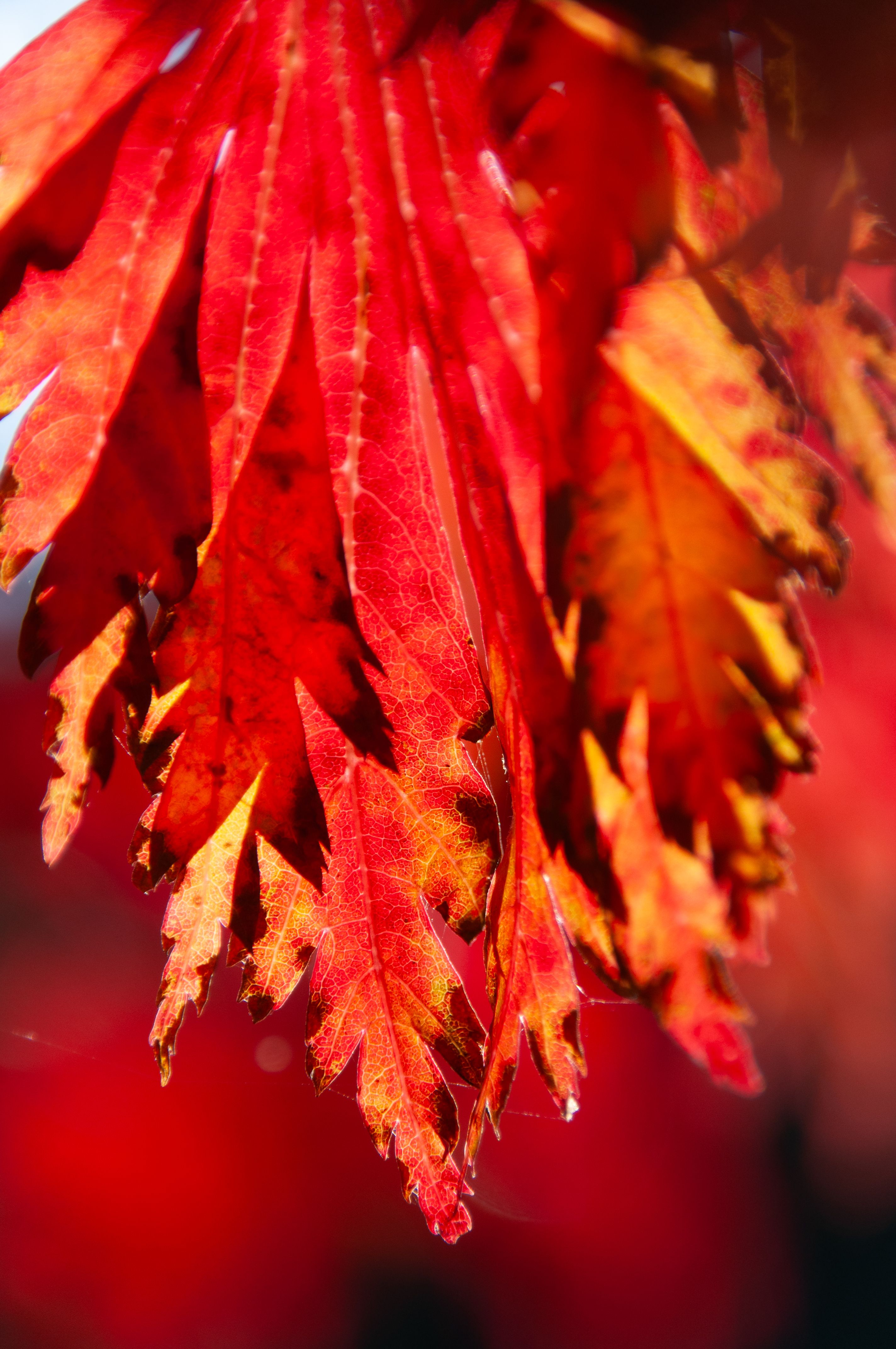 Vibrant Red Autumn Leaves Close-Up · Free Stock Photo