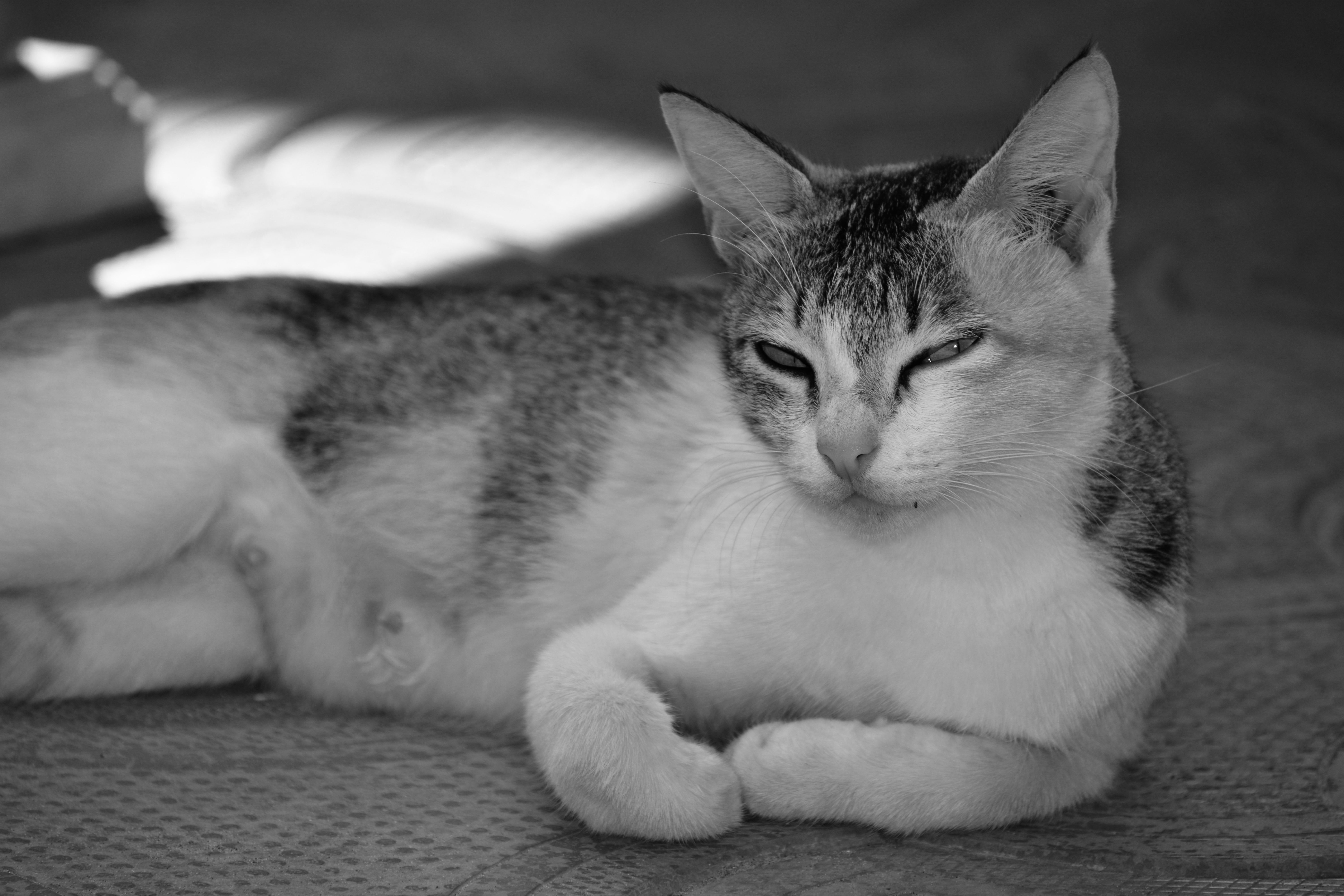 Gato Doméstico Relaxado Deitado Ao Sol · Foto profissional gratuita