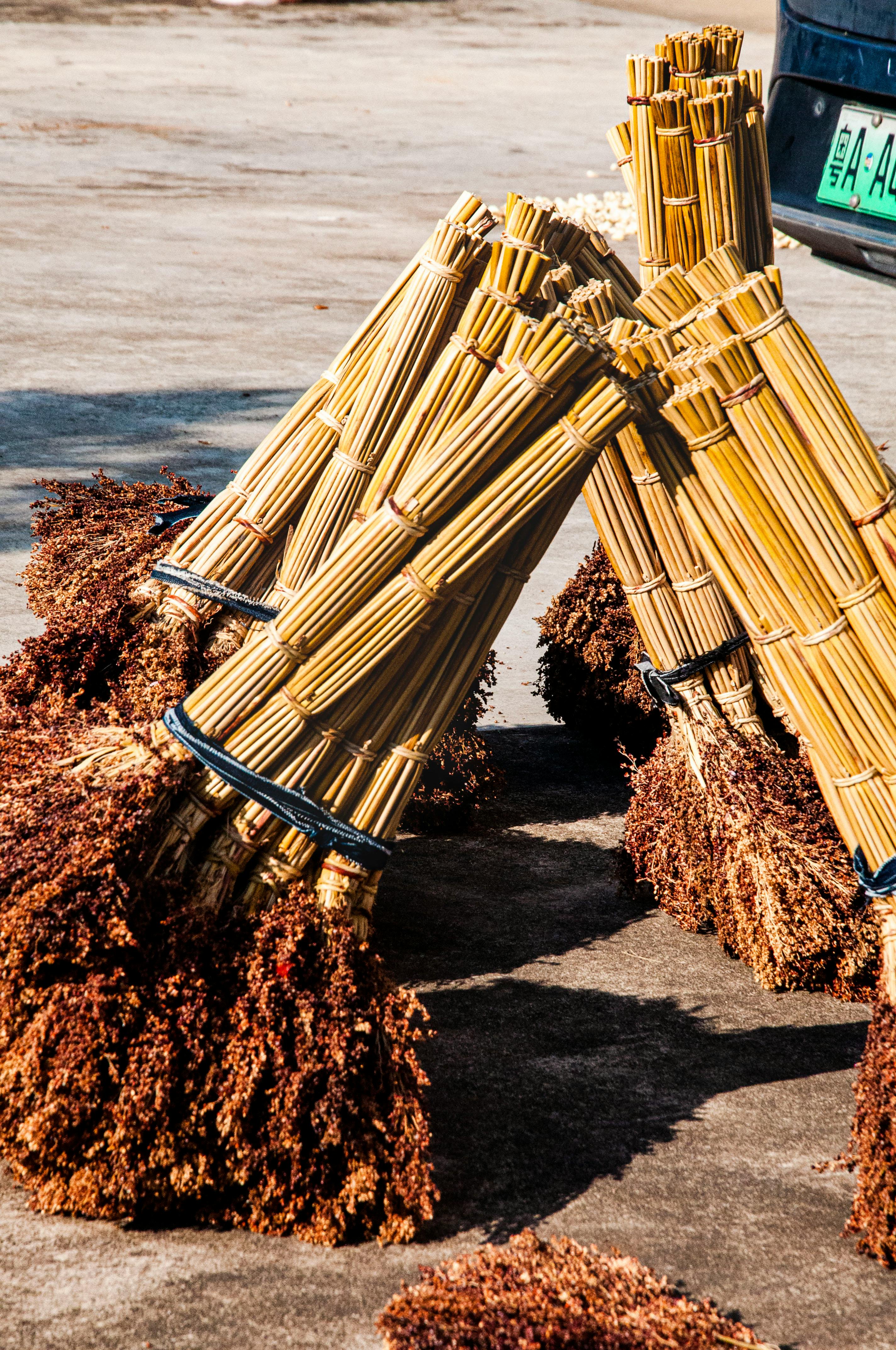 Bundled Stalks Photos, Download The BEST Free Bundled Stalks Stock ...