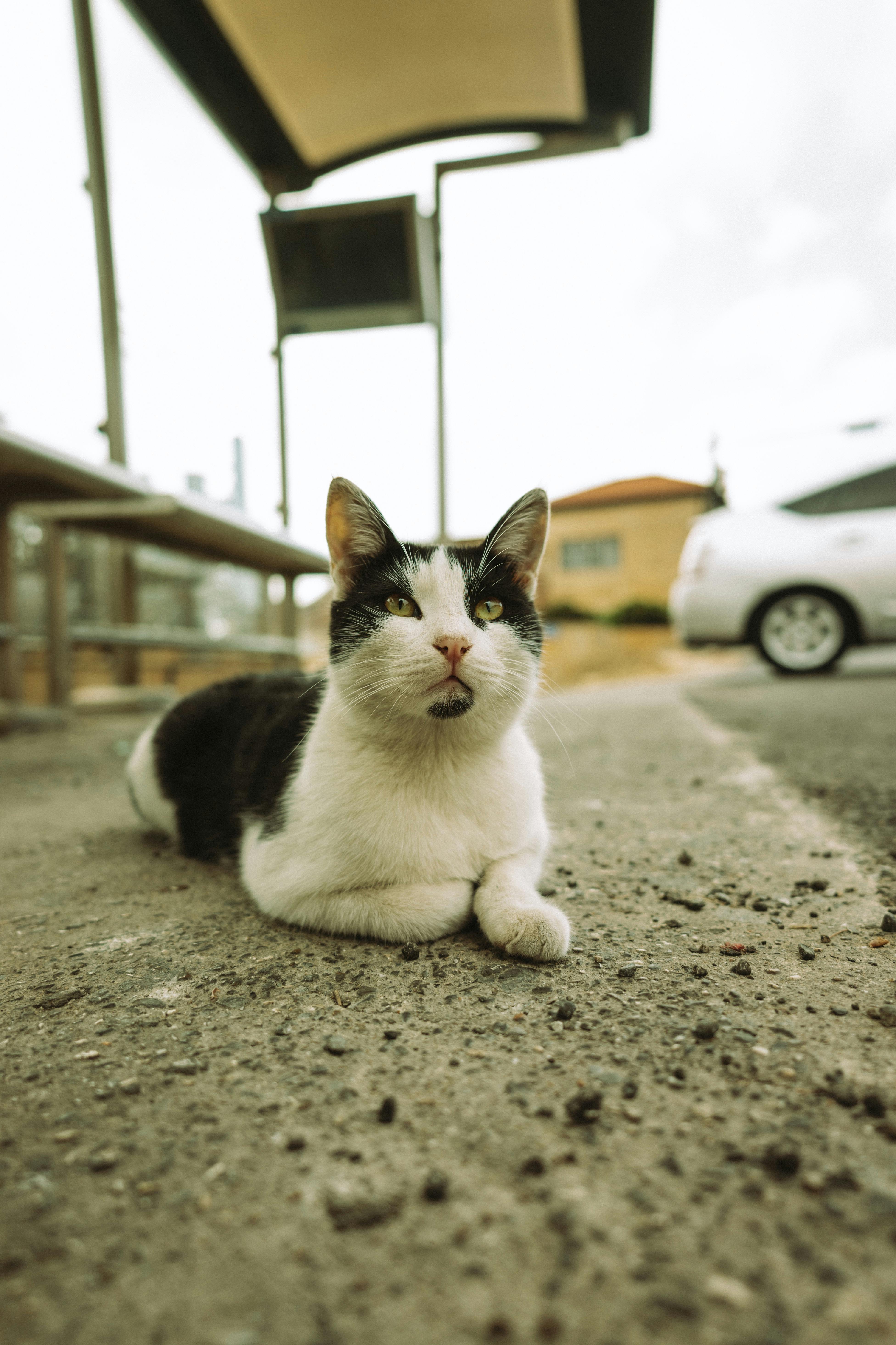 Black and White Cat at Bus Stop in Baku · Free Stock Photo