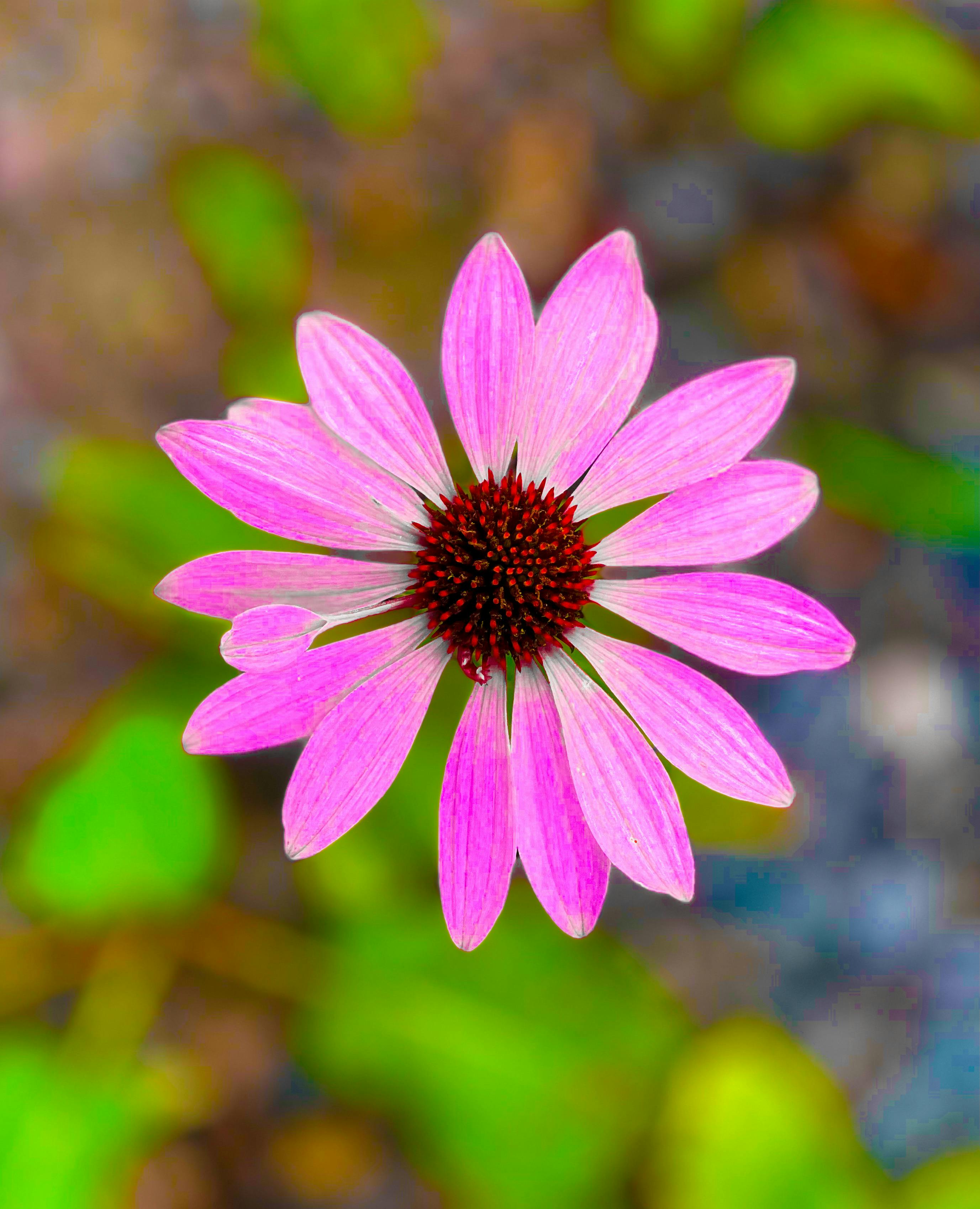 Vibrant Pink Coneflower Blossom Close-Up · Free Stock Photo