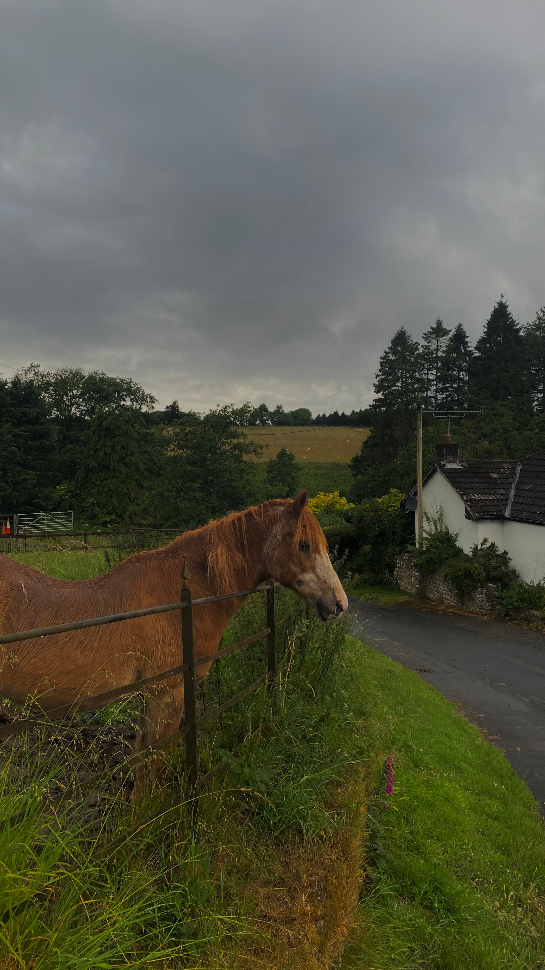 Rustic Countryside Scene with Horse · Free Stock Photo
