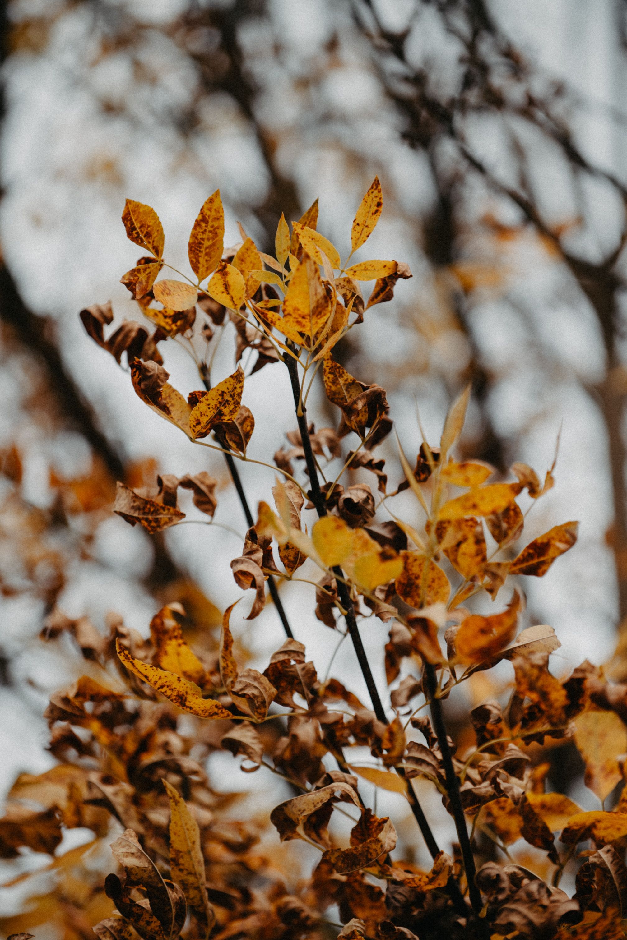 Brown Leaves Photo · Free Stock Photo
