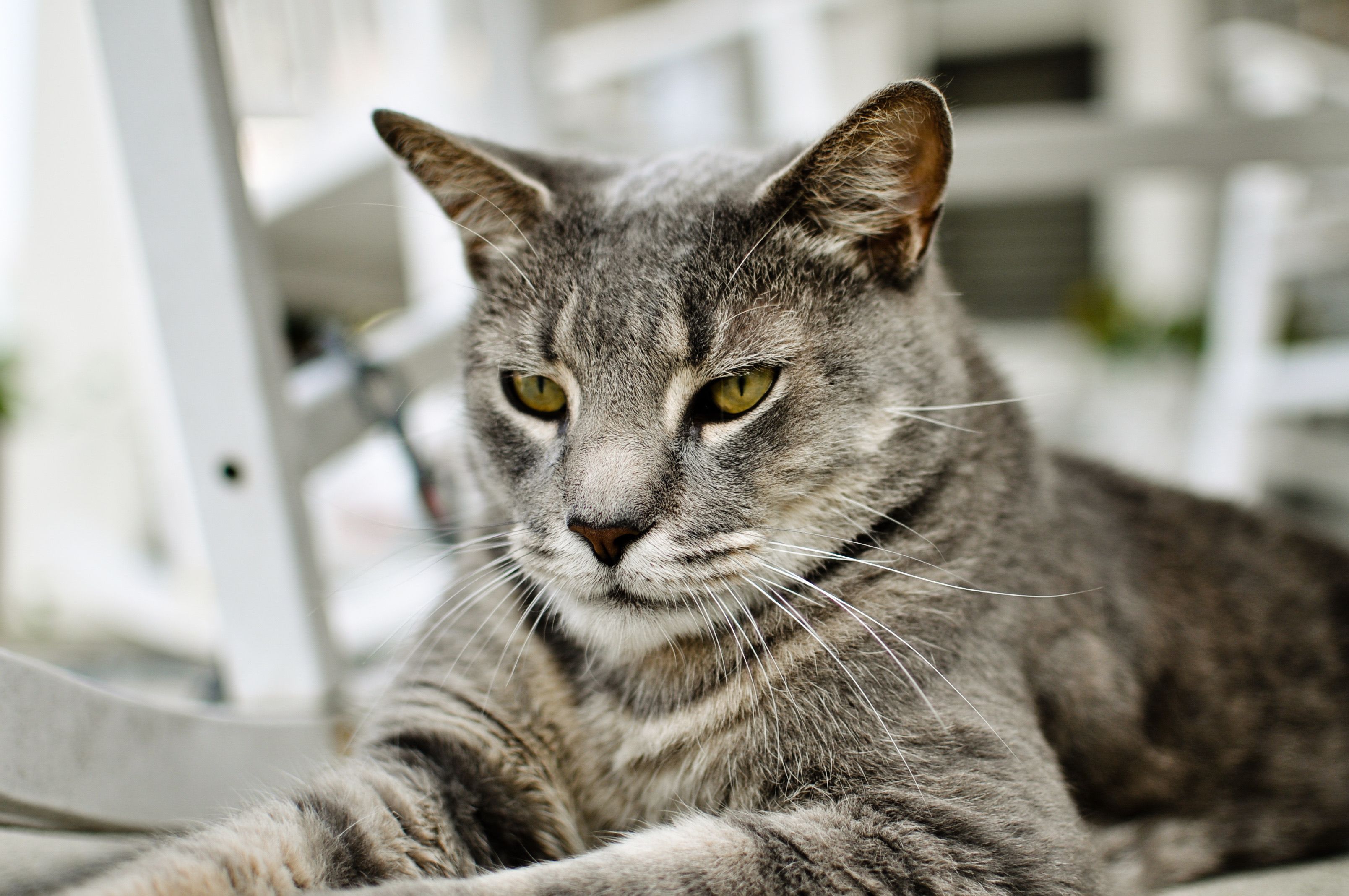 Cats Domestication Photos, Download The BEST Free Cats Domestication ...