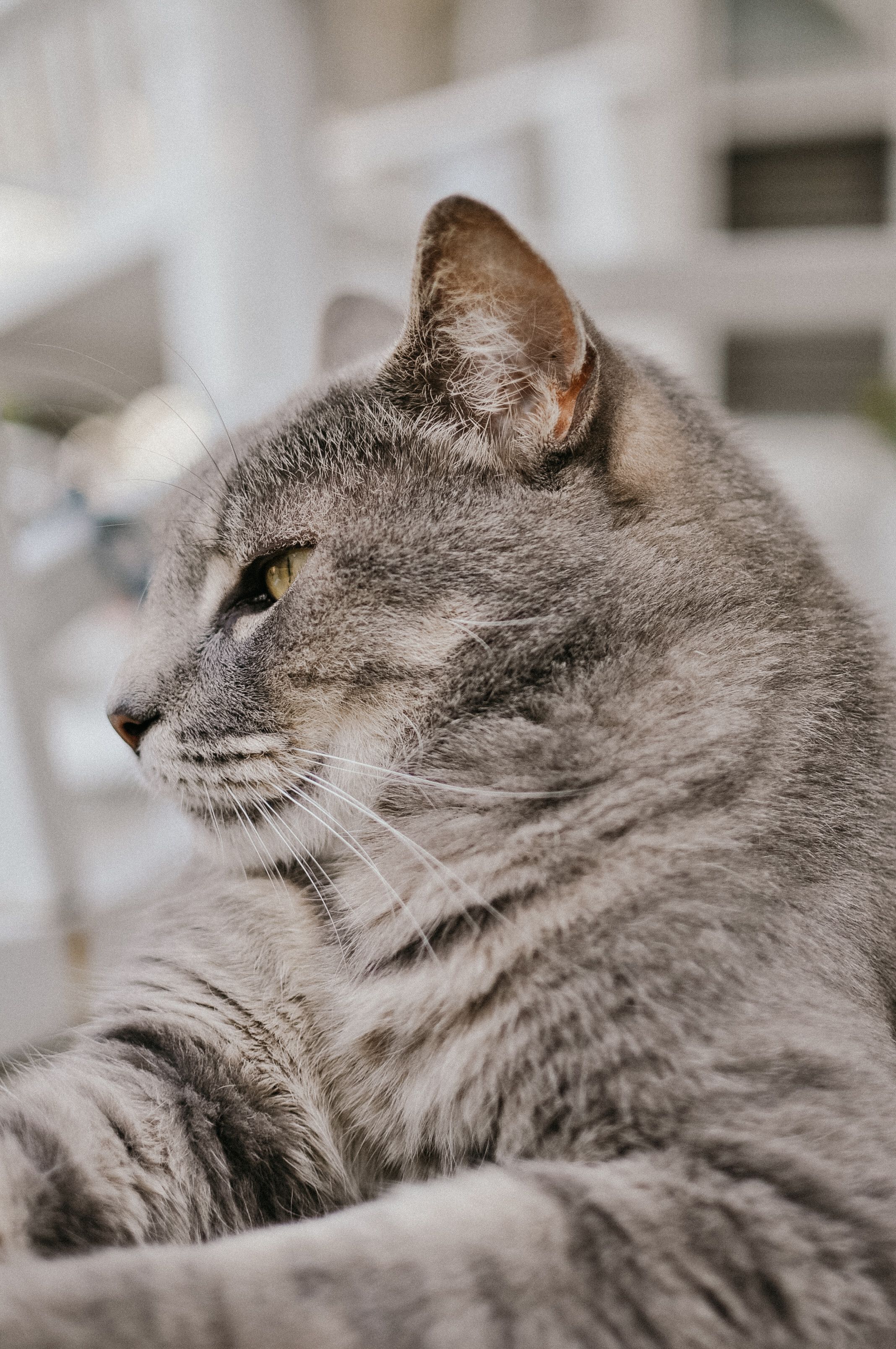 Retrato Sereno De Un Gato Gris Con Un Enfoque Suave · Foto de stock ...