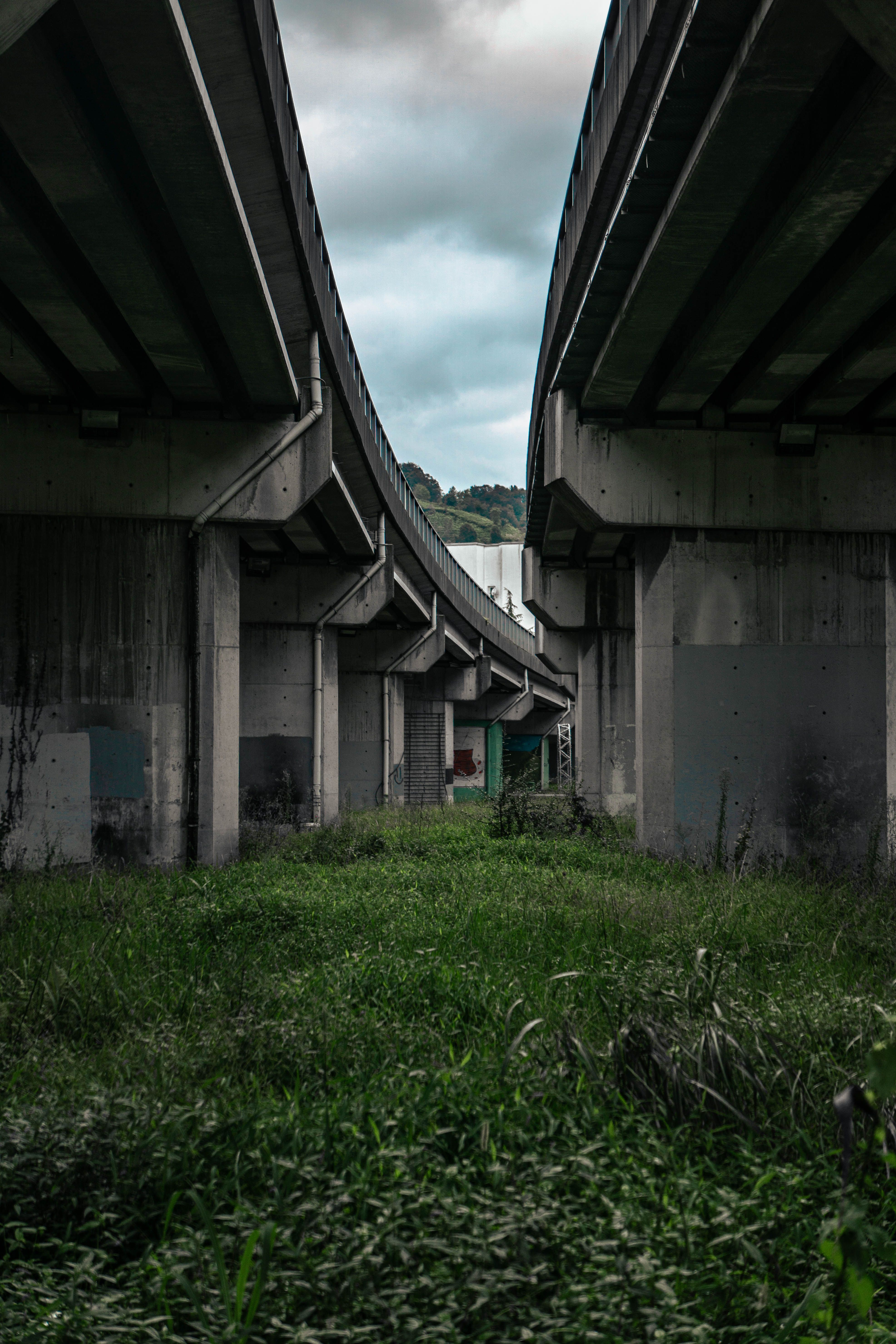 Dramatic Underpass With Overgrown Greenery · Free Stock Photo