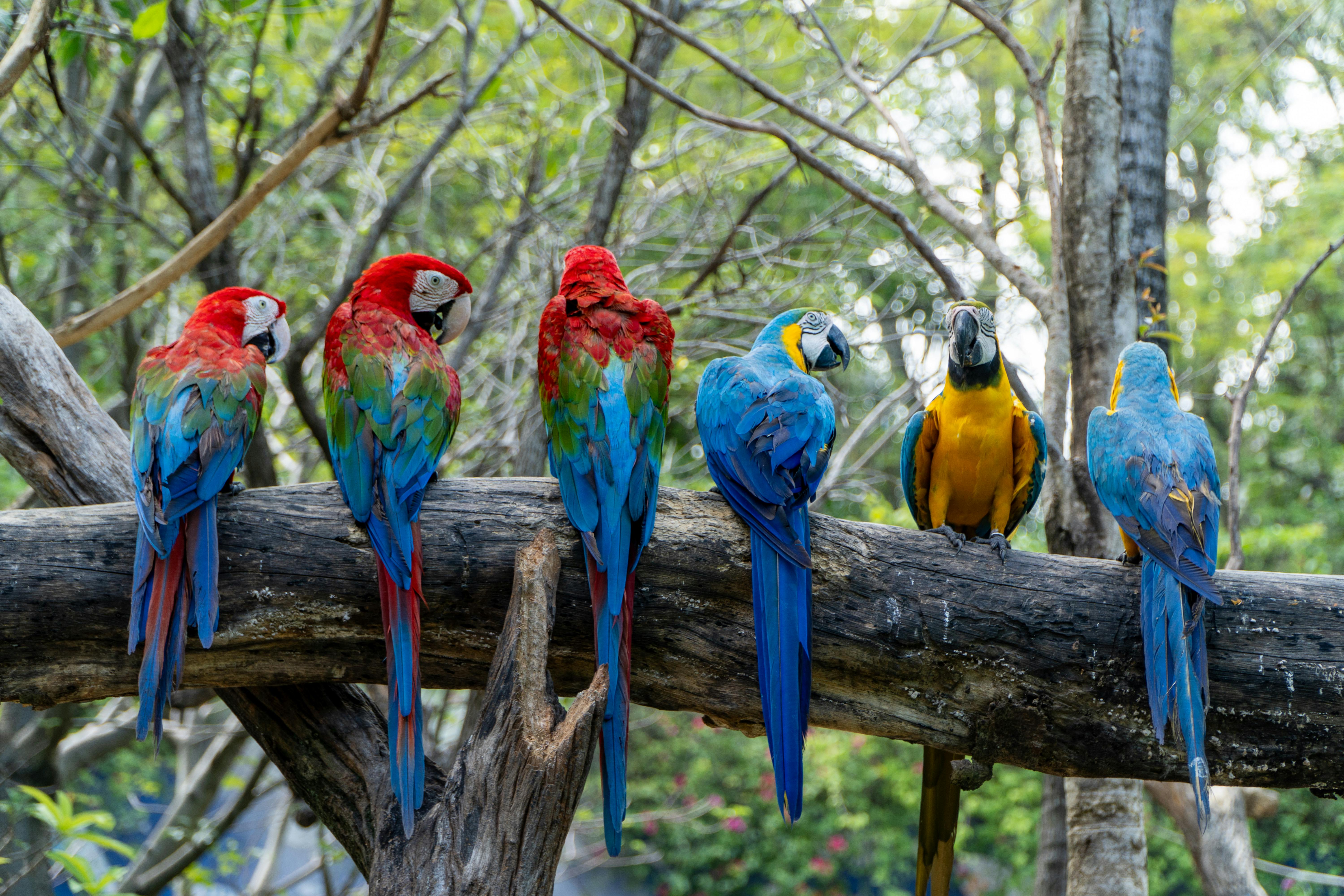 Vibrant Macaws Perched in Bangkok Forest · Free Stock Photo