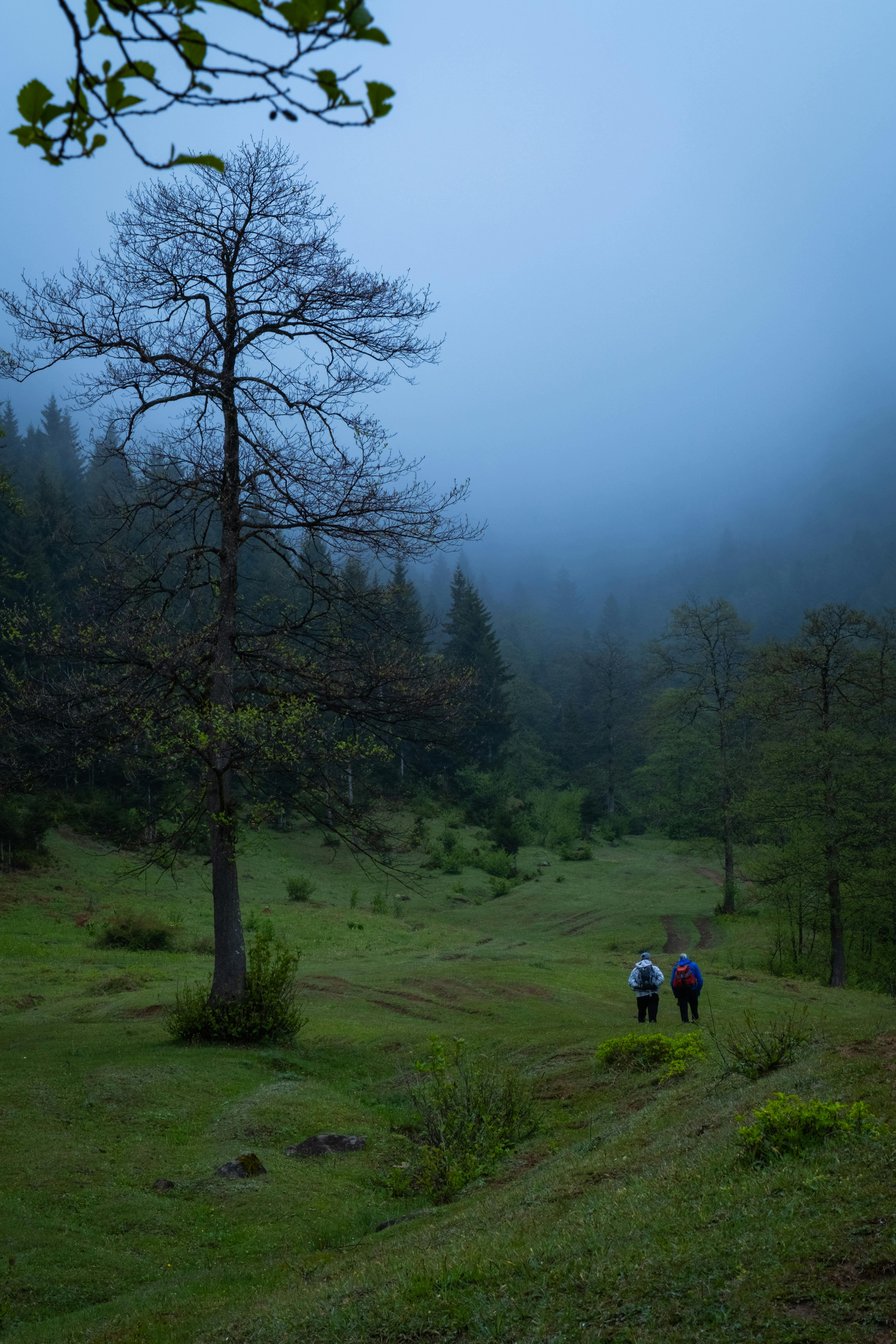 Misty Forest Landscape with Hikers in Spring · Free Stock Photo