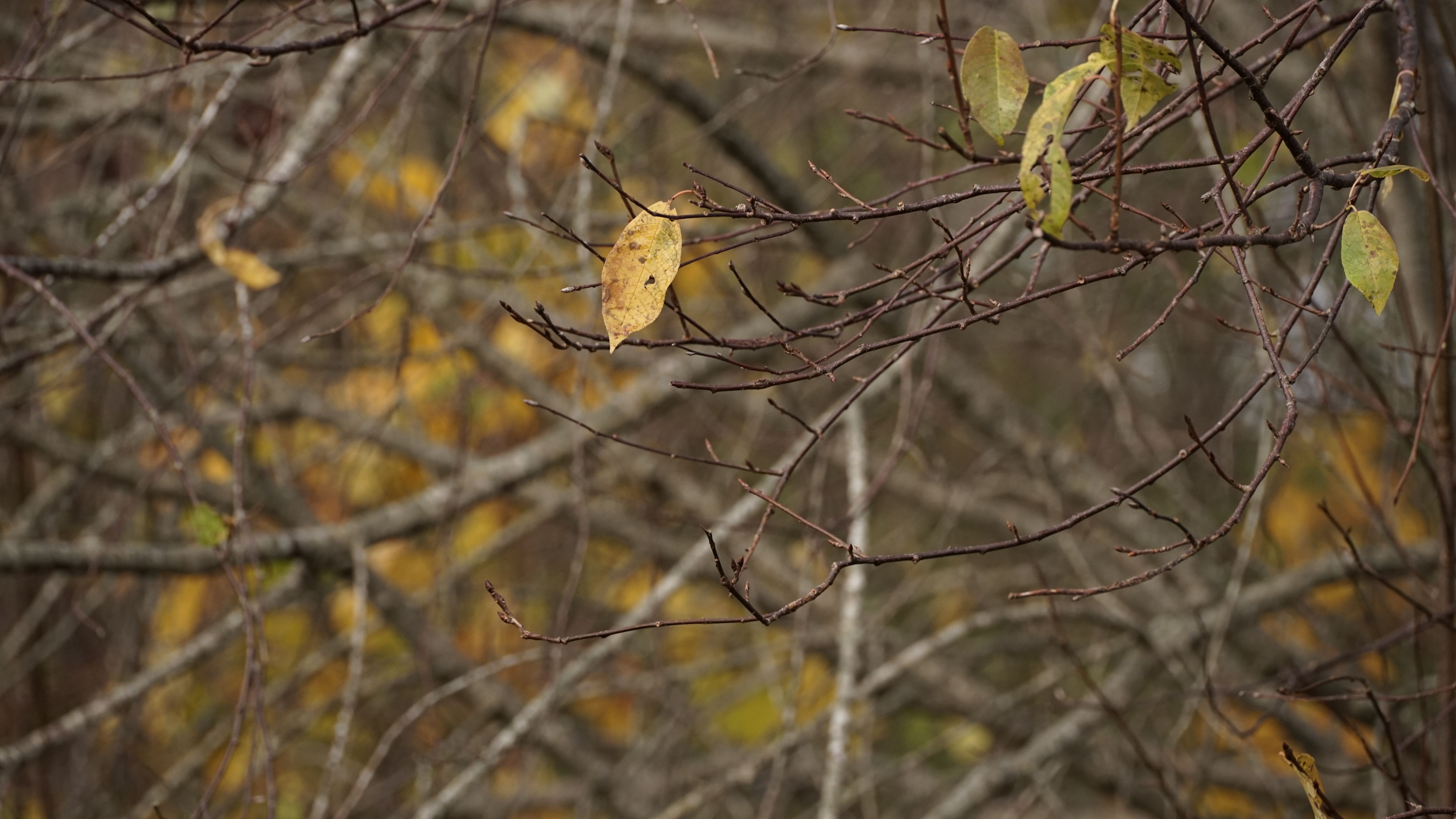 Autumnal Branches with Sparse Leaves · Free Stock Photo