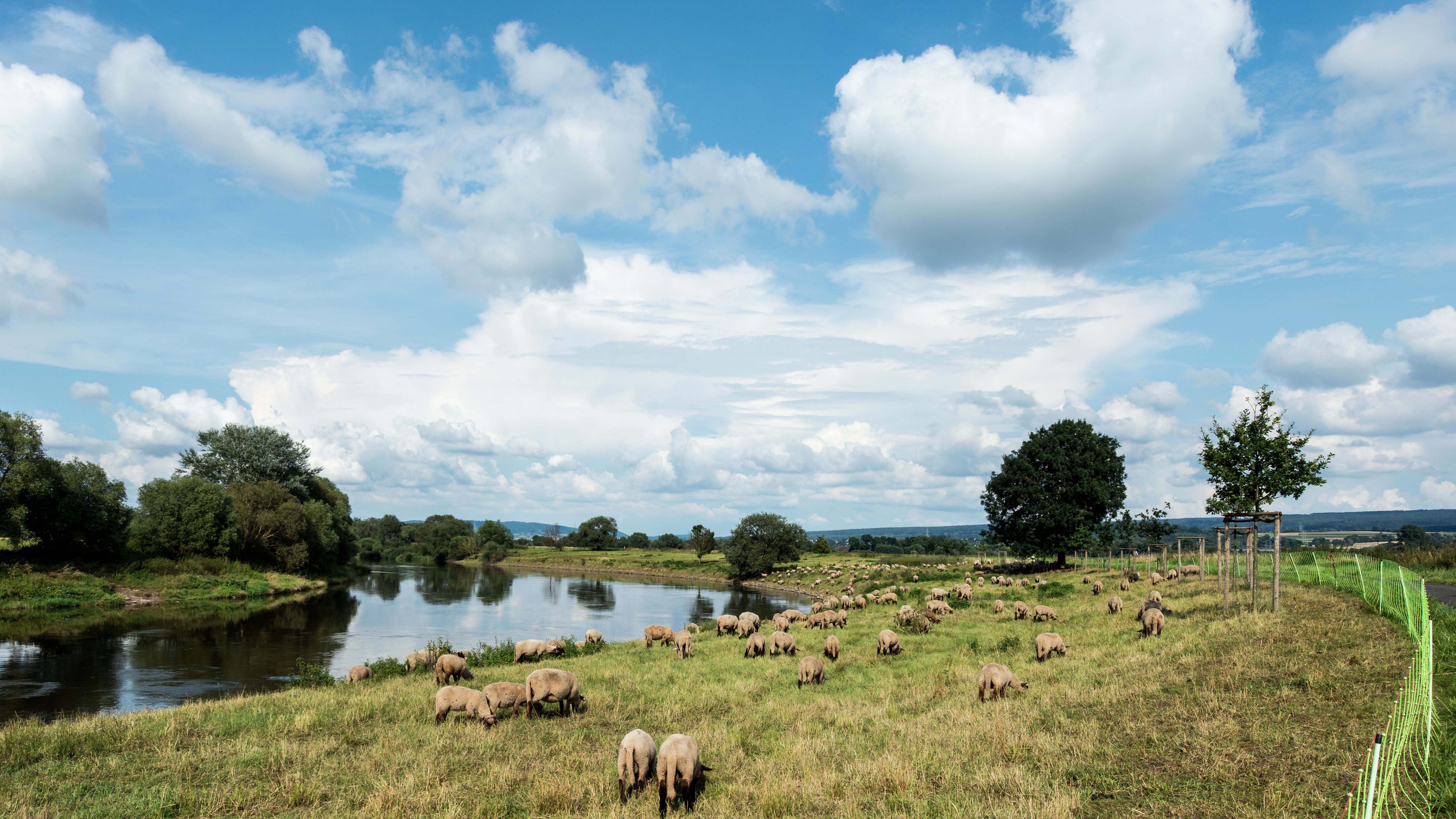 Idyllic Riverside Landscape with Grazing Sheep · Free Stock Photo