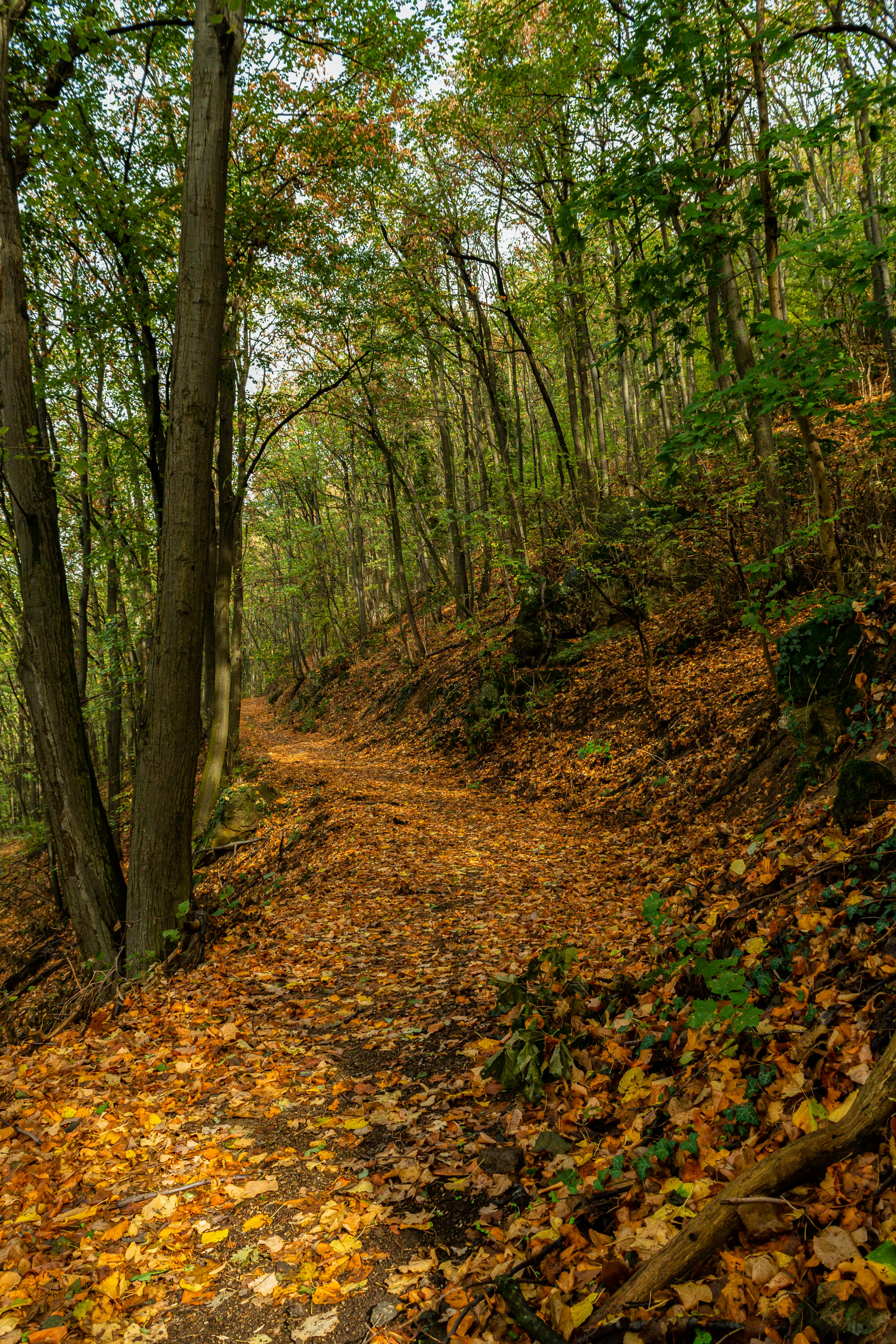 Serbian Autumn Forest Trail with Fallen Leaves · Free Stock Photo
