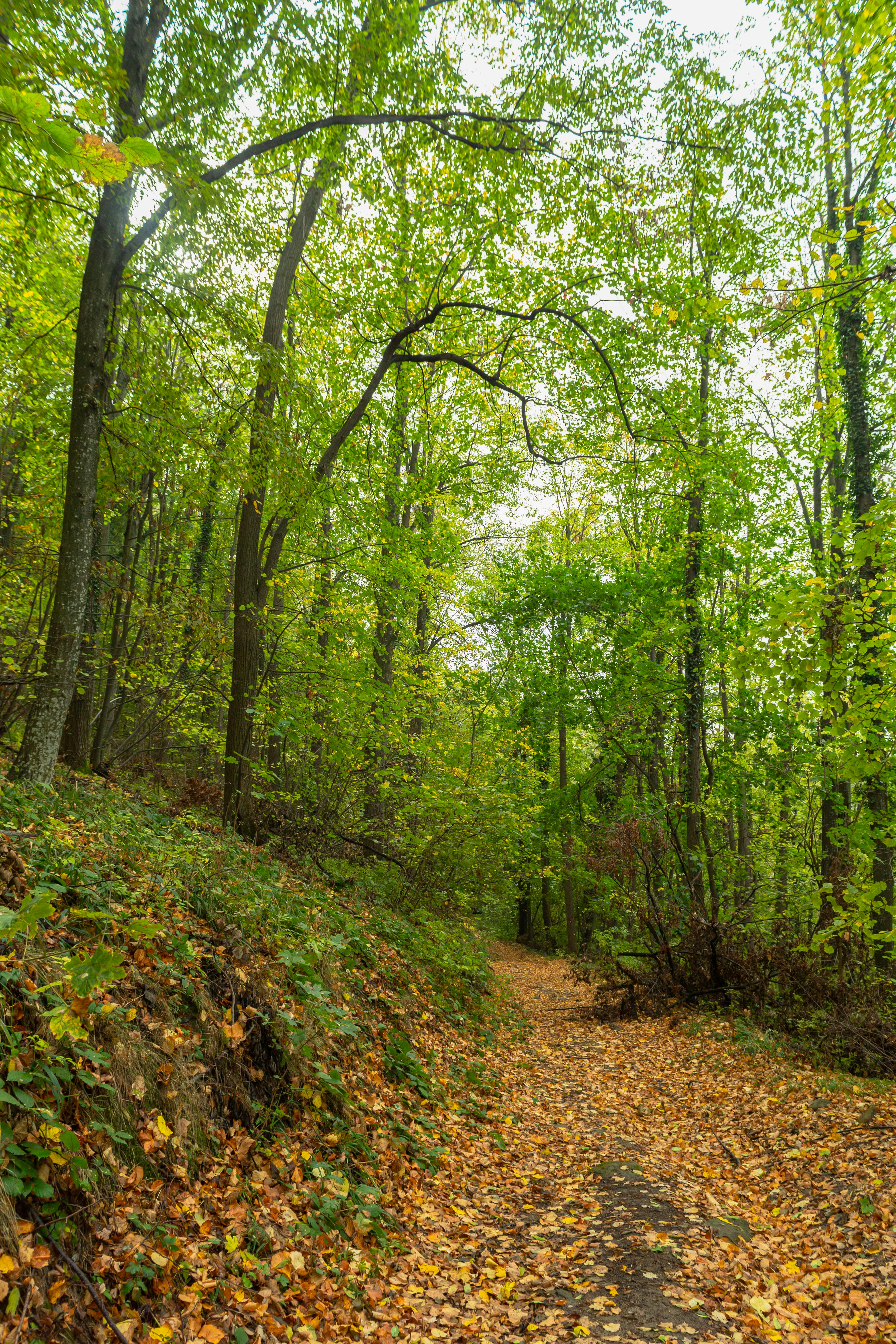 Tranquil Autumn Forest Pathway Scene · Free Stock Photo