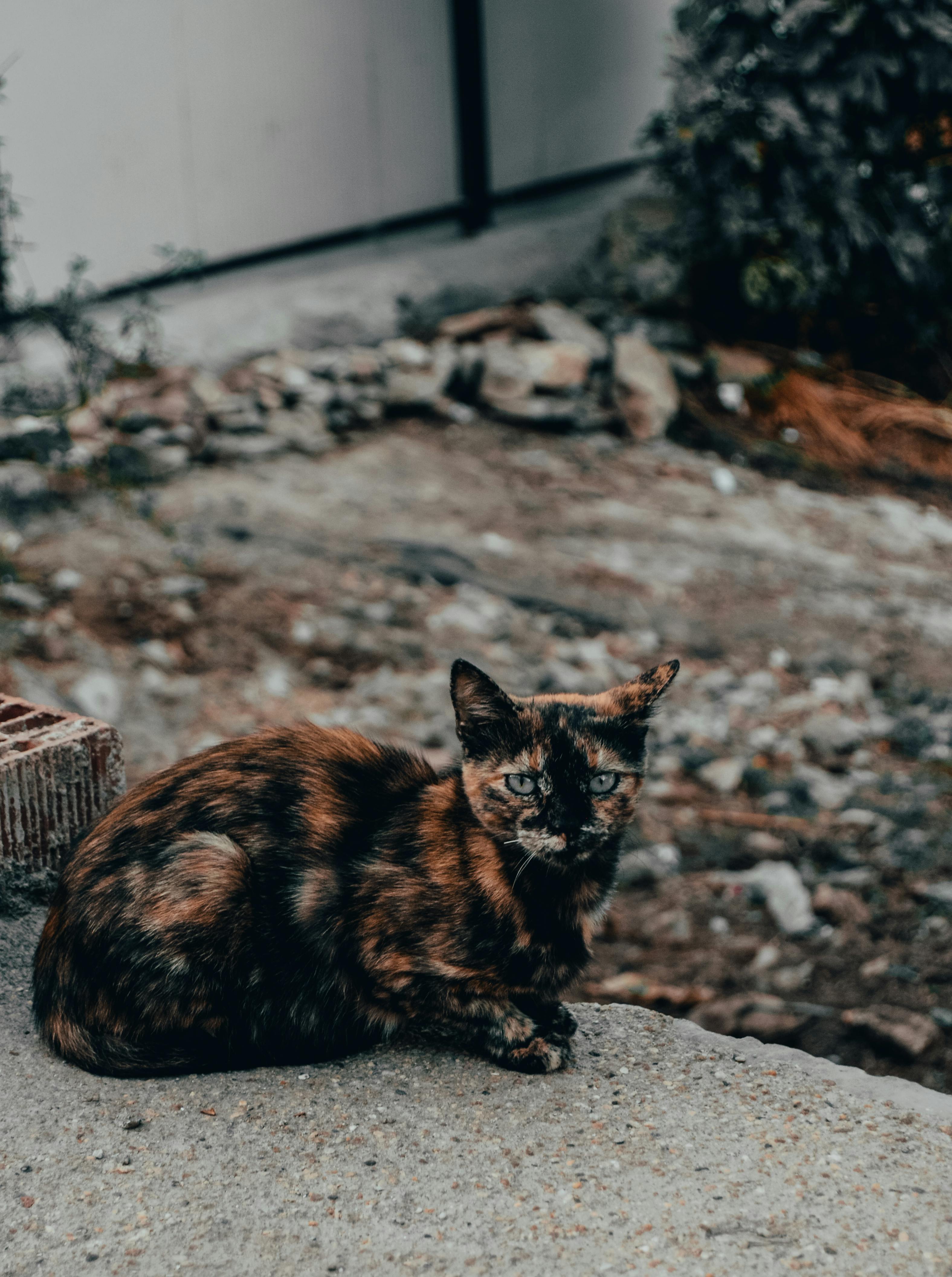 Tortoiseshell Cat on Urban Street · Free Stock Photo
