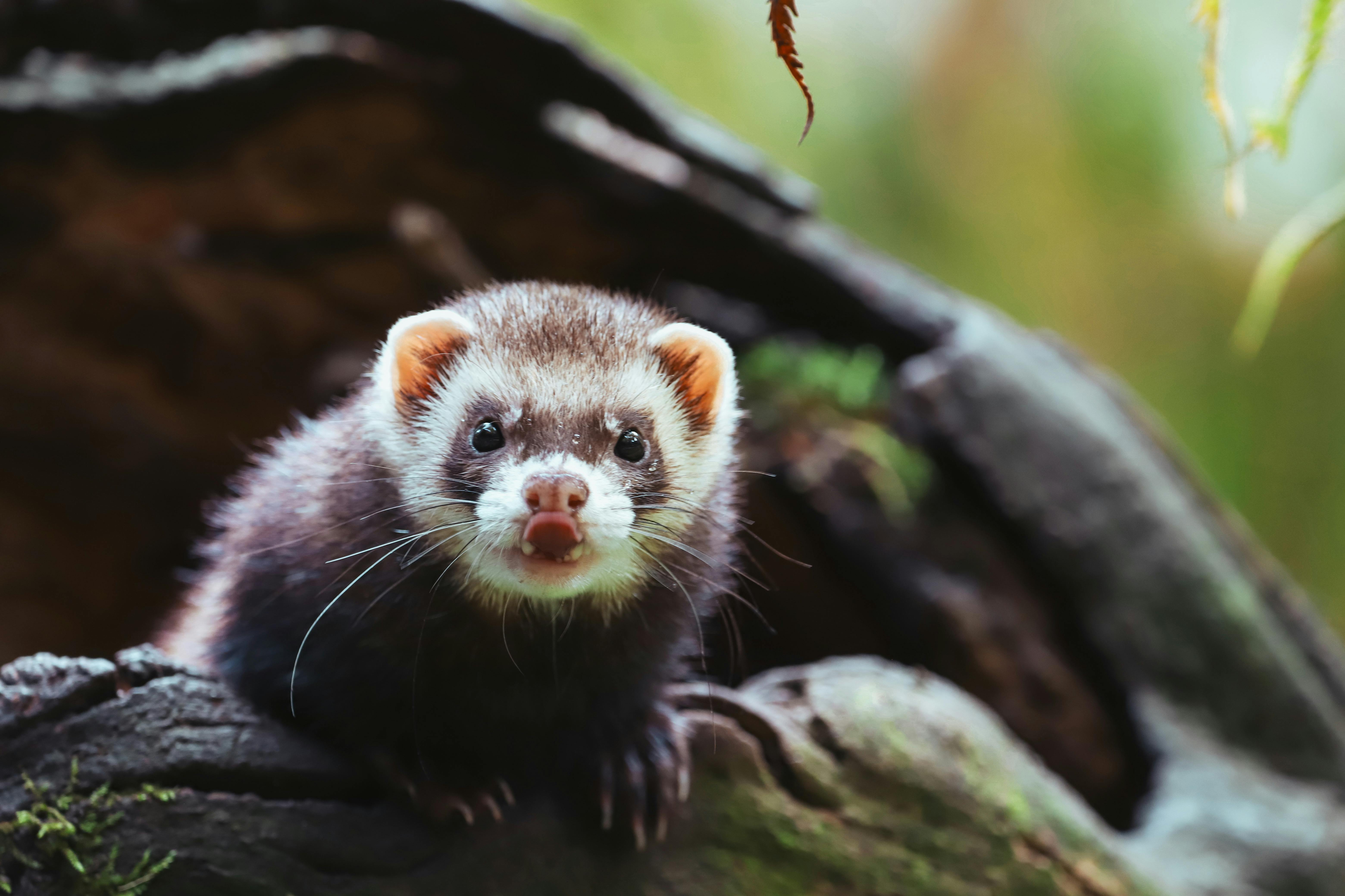 Close-Up of a Curious Polecat in the Wild · Free Stock Photo