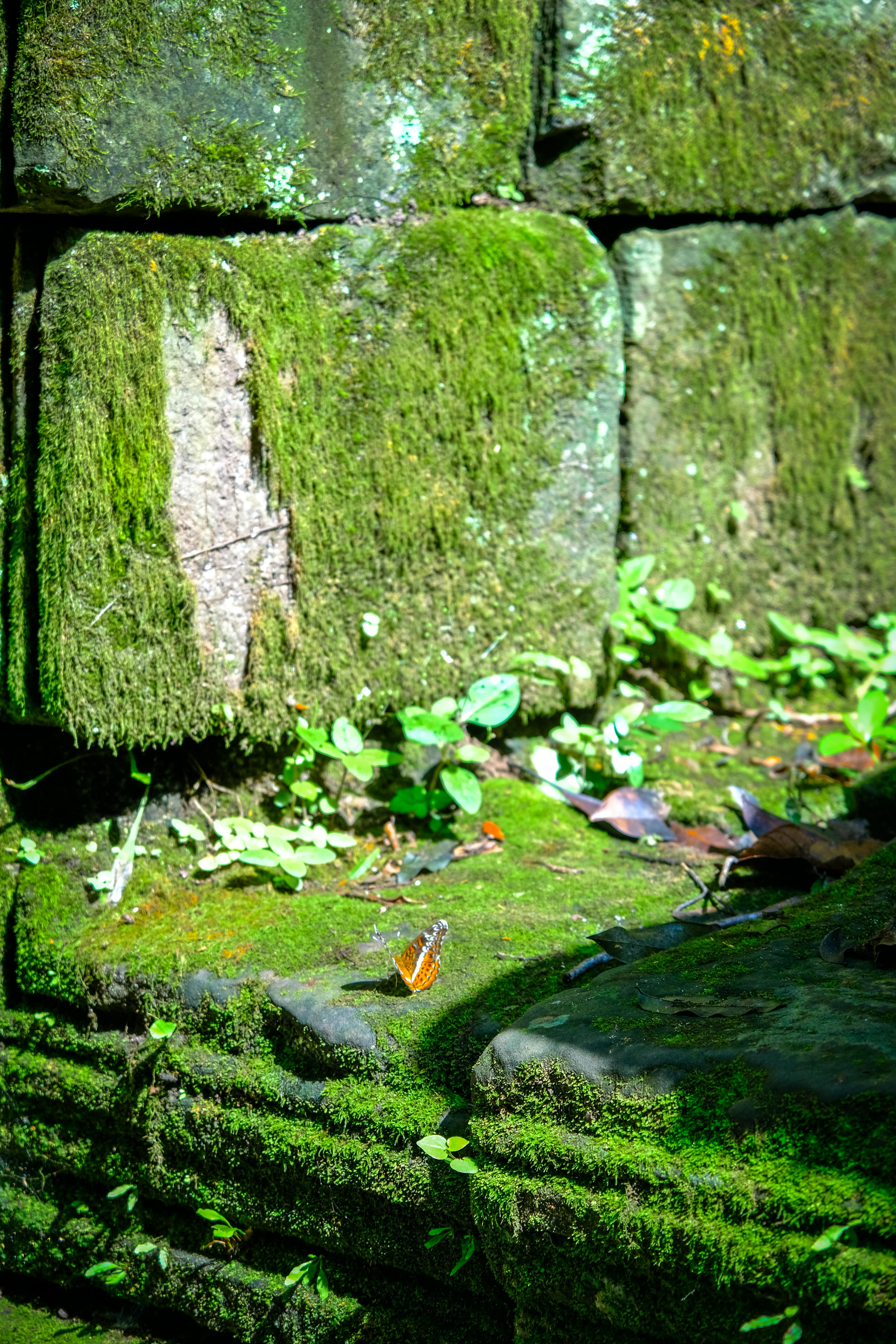 Mossy Temple Wall with Butterfly in Siem Reap · Free Stock Photo