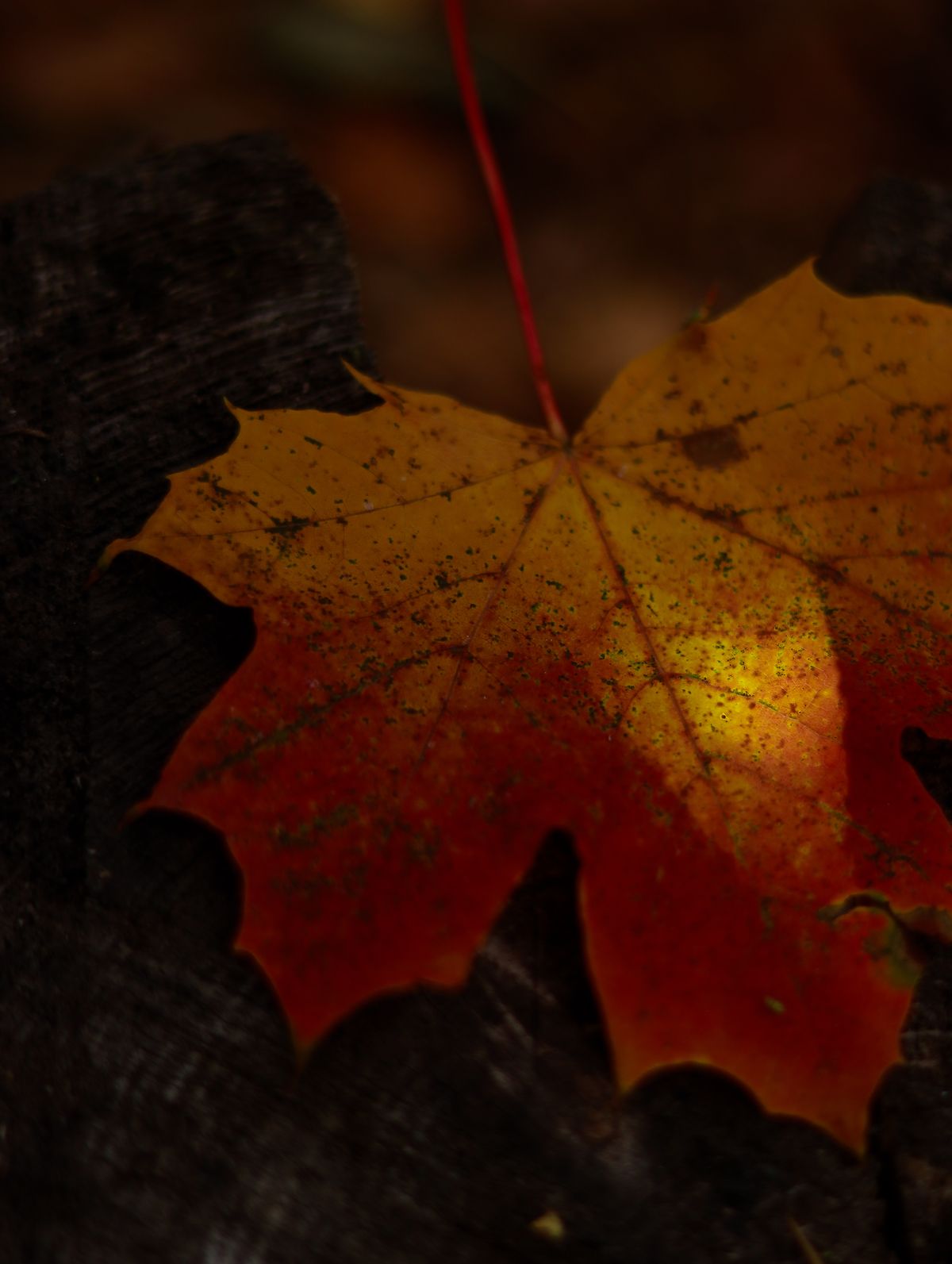 Autumn Leaf Photos, Download The BEST Free Autumn Leaf Stock Photos ...
