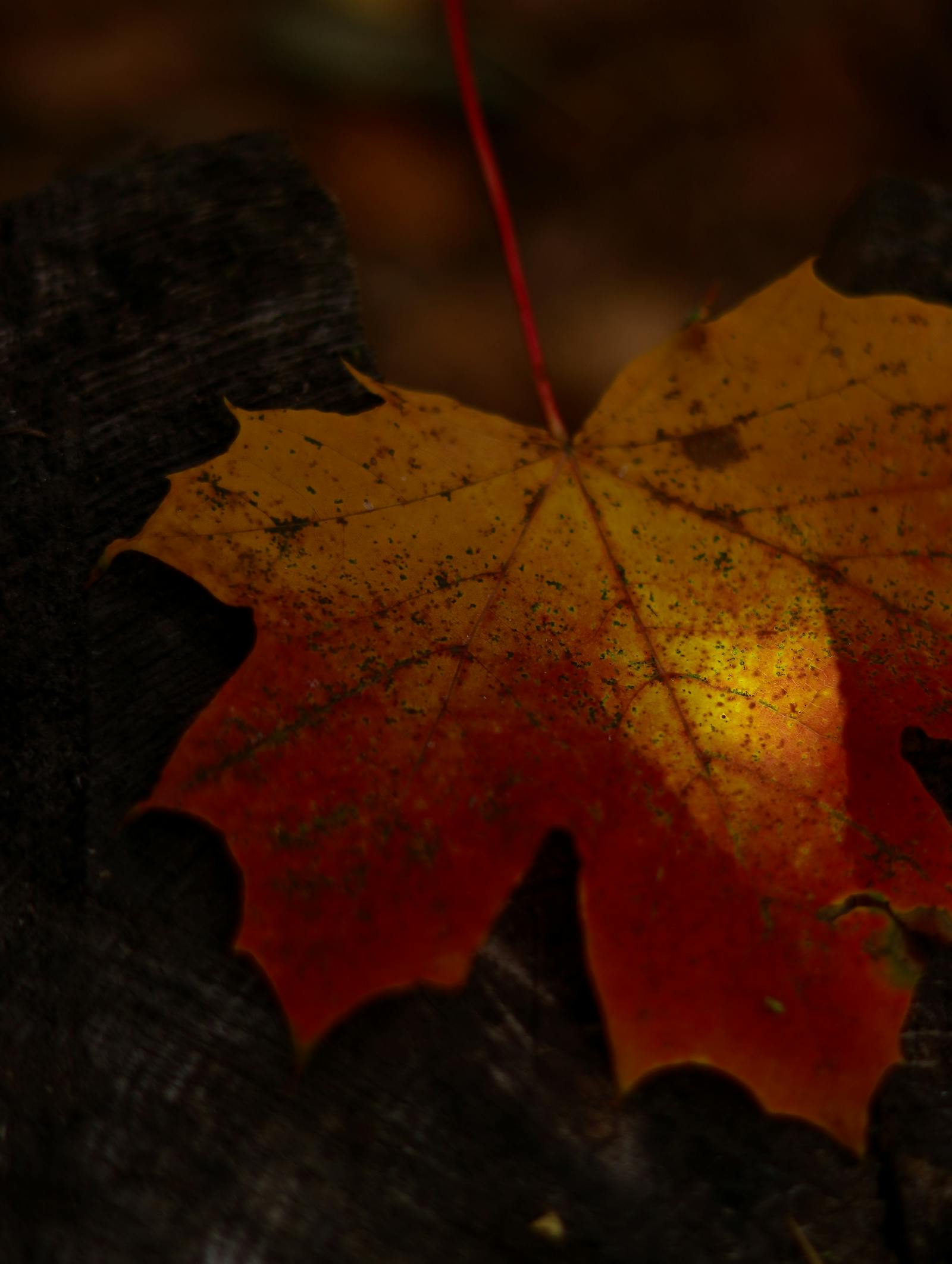 Autumn Leaf Photos, Download The BEST Free Autumn Leaf Stock Photos ...