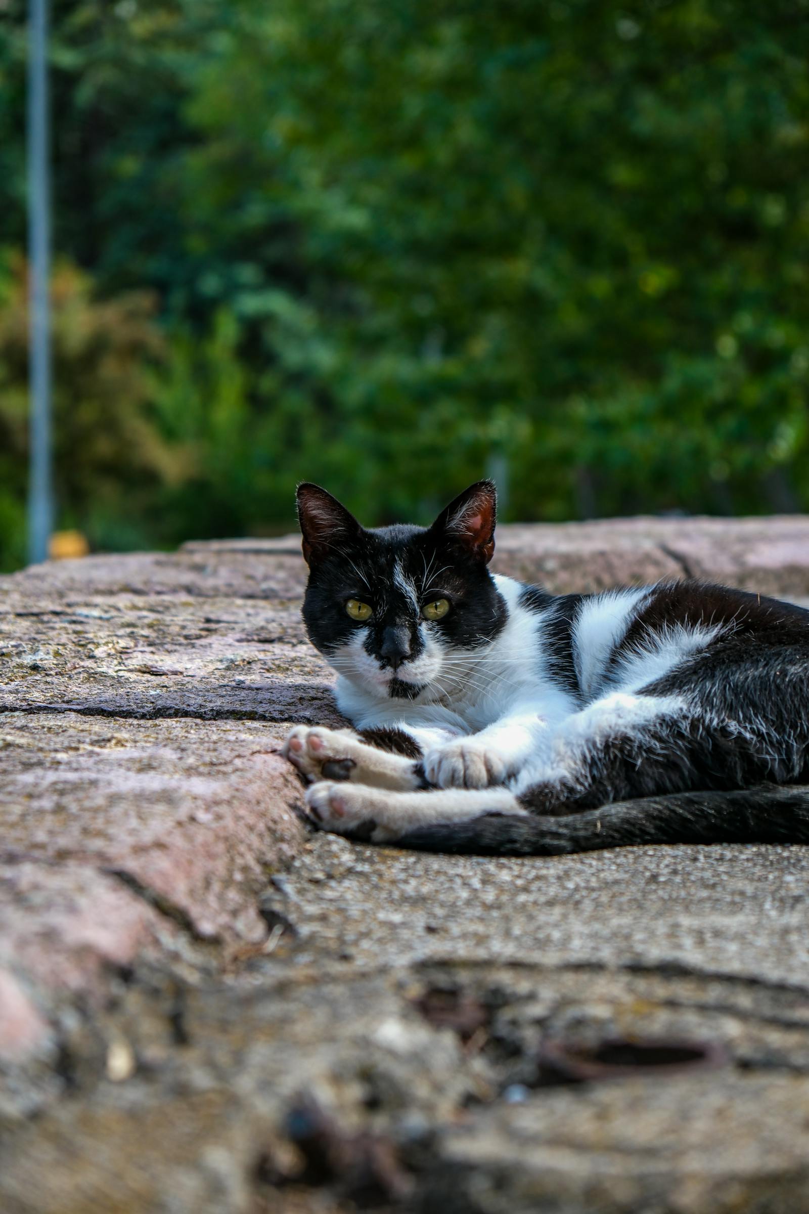 Soggy Cat Photos, Download The BEST Free Soggy Cat Stock Photos & HD Images