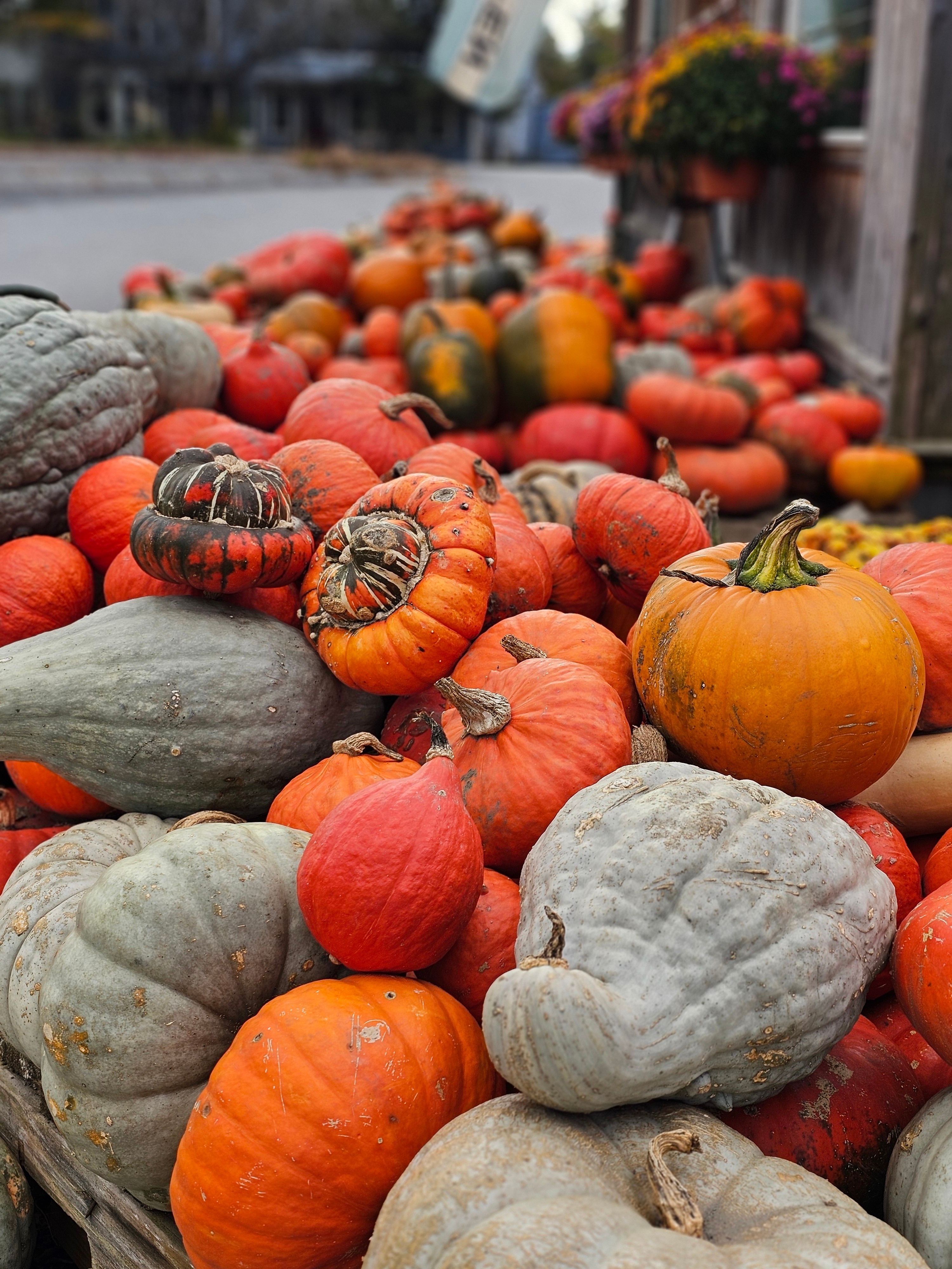 Autumn Display of Vibrant Harvest Pumpkins · Free Stock Photo