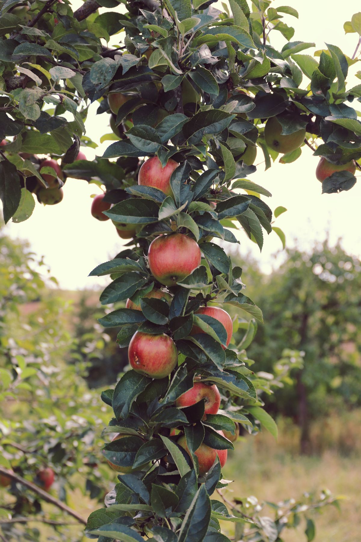 Abundant Apple Tree Photos, Download The BEST Free Abundant Apple Tree ...