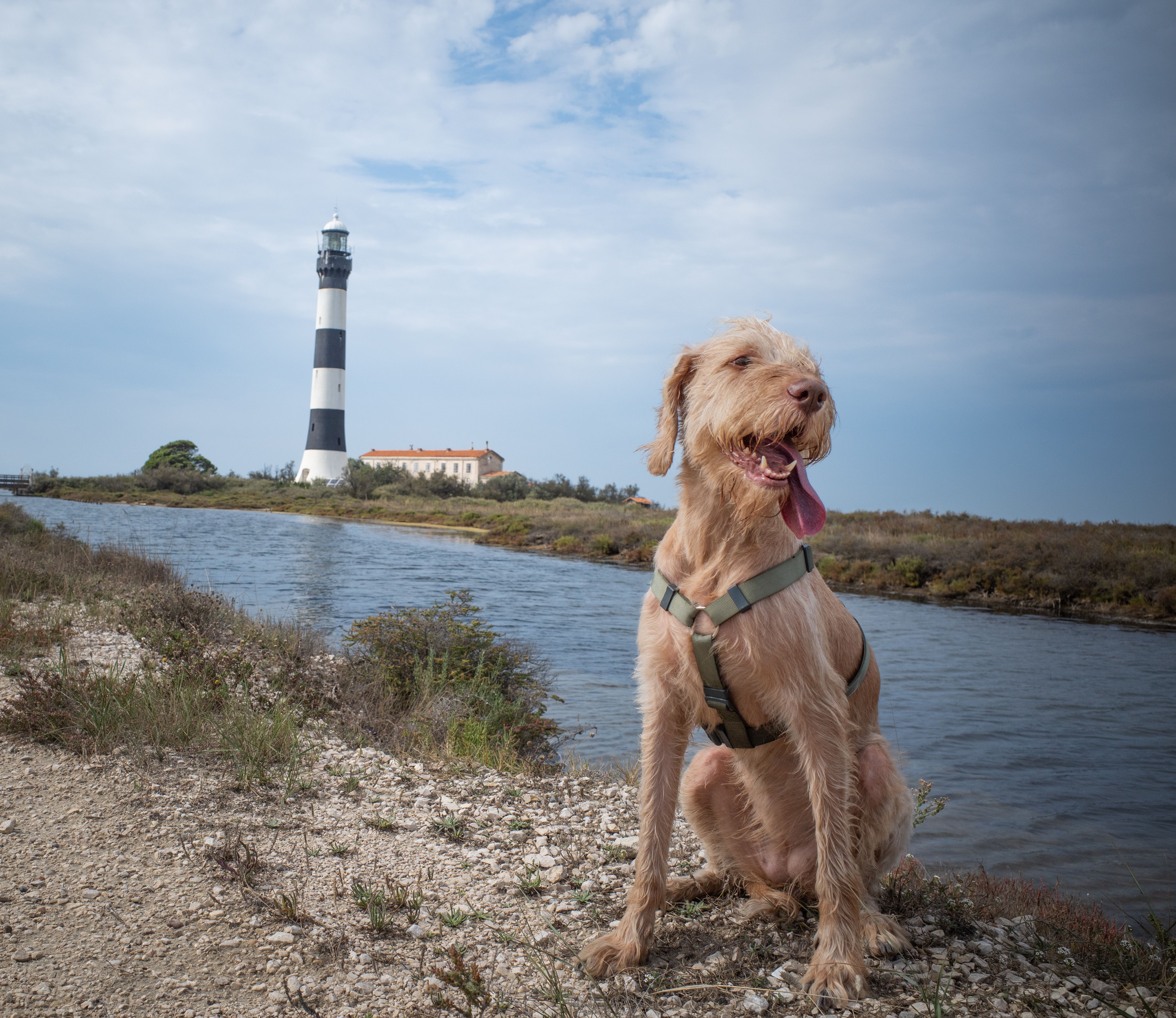 Happy Dog by Striped Lighthouse on a Sunny Day · Free Stock Photo