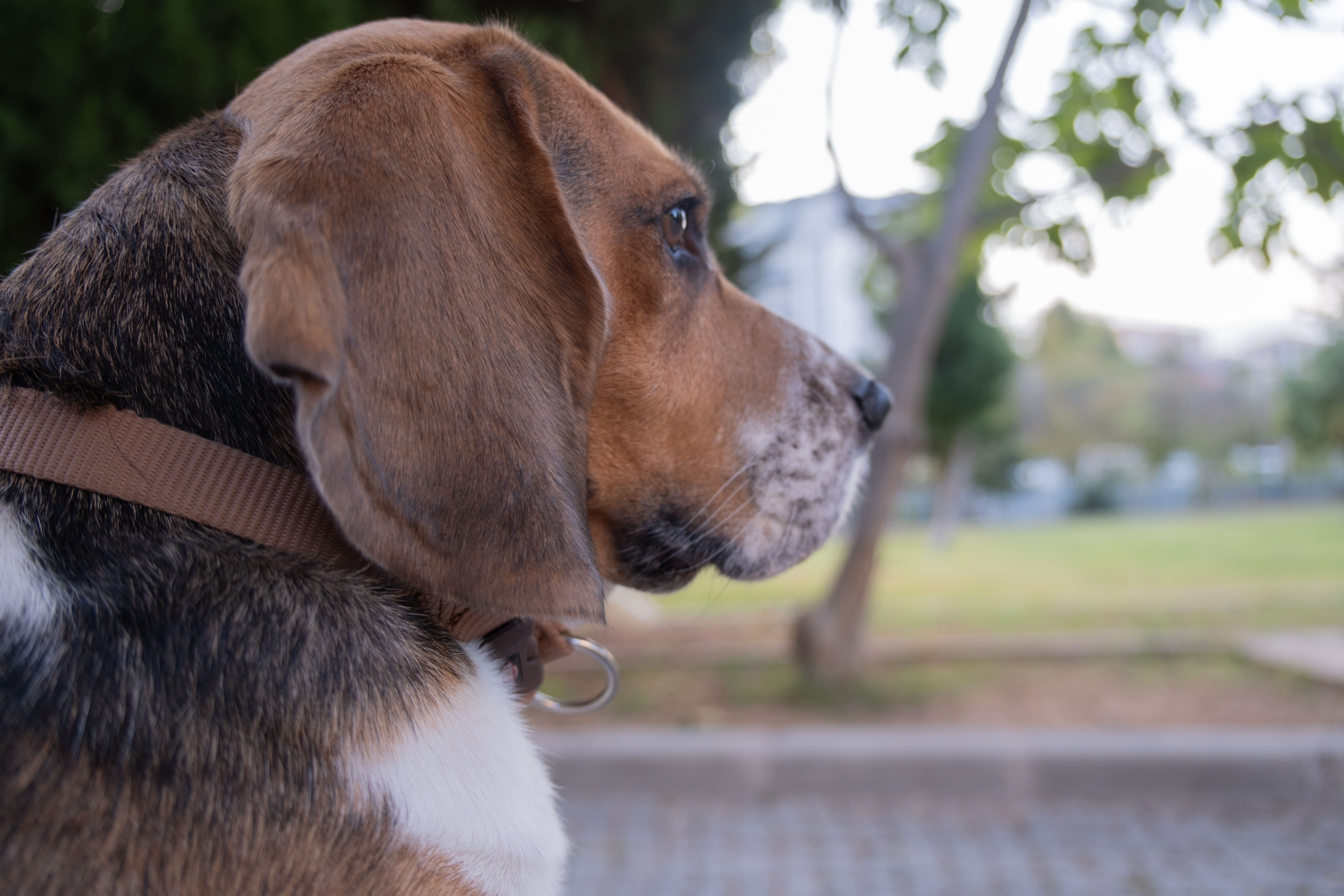 Perfil Lateral De Un Perro Beagle En El Parque De Esmirna · Foto de ...